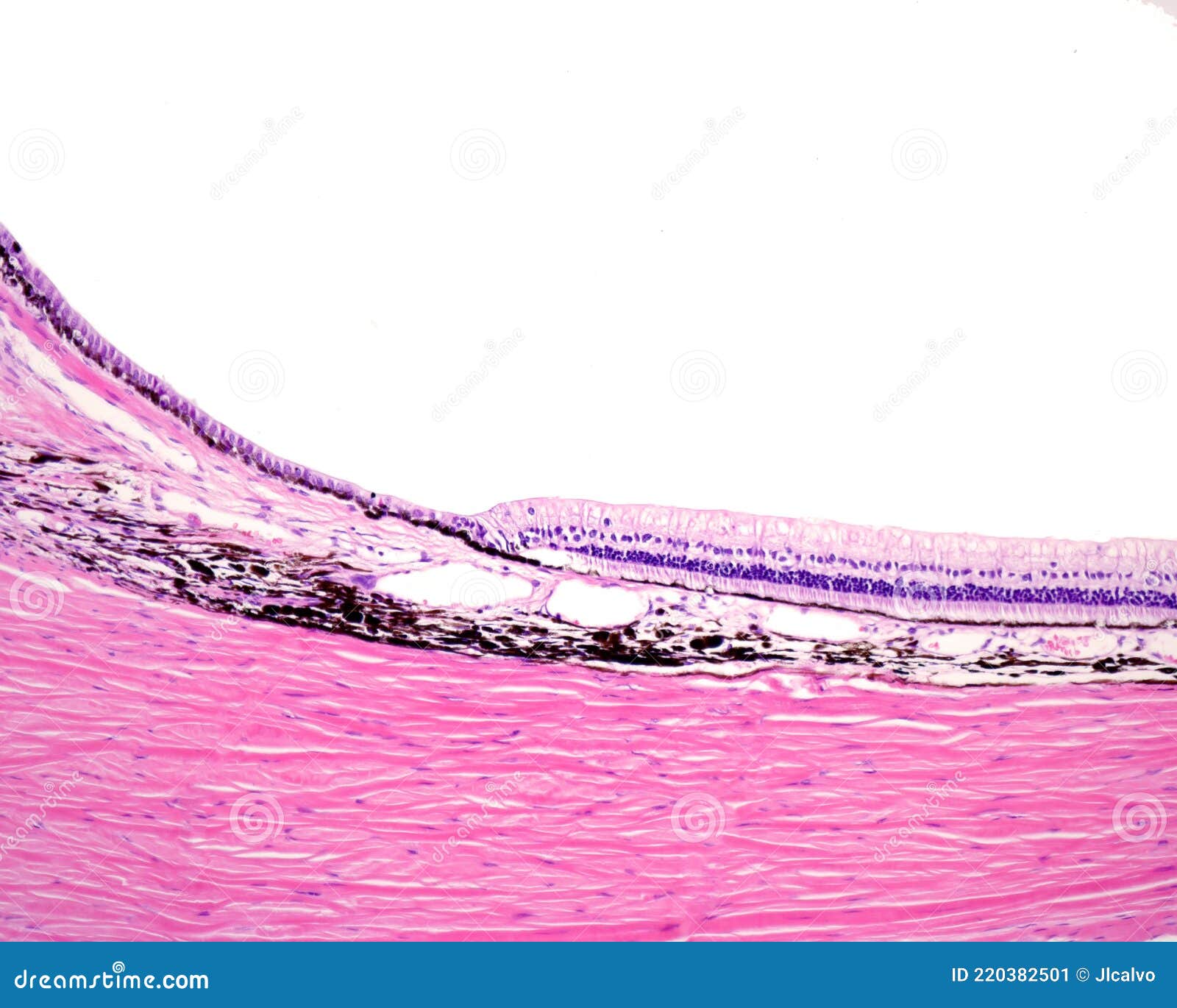 Limit retina-ciliary body stock image. Image of retina - 220382501