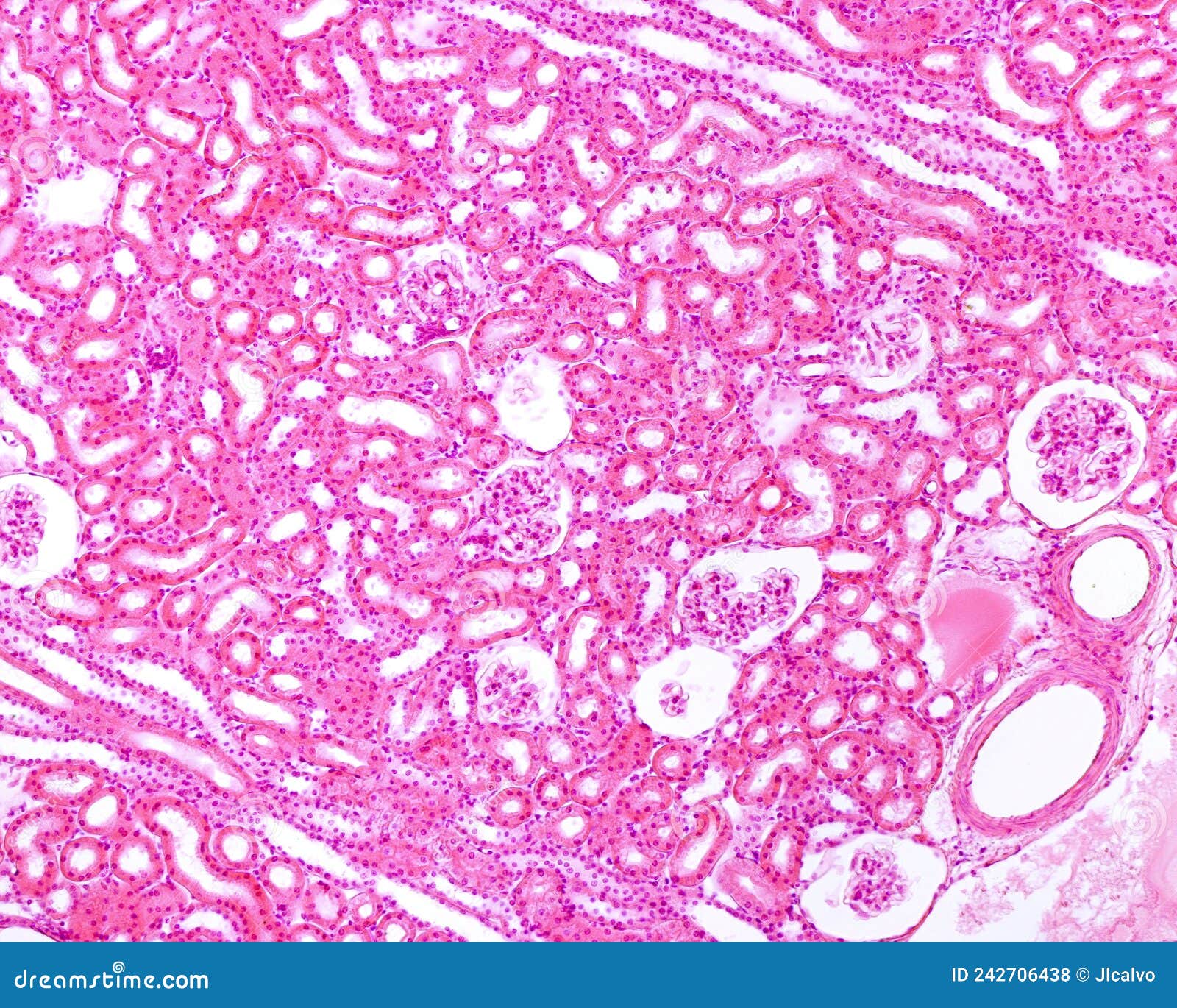 Kidney Cortex. Medullary Rays Stock Illustration - Illustration of body ...