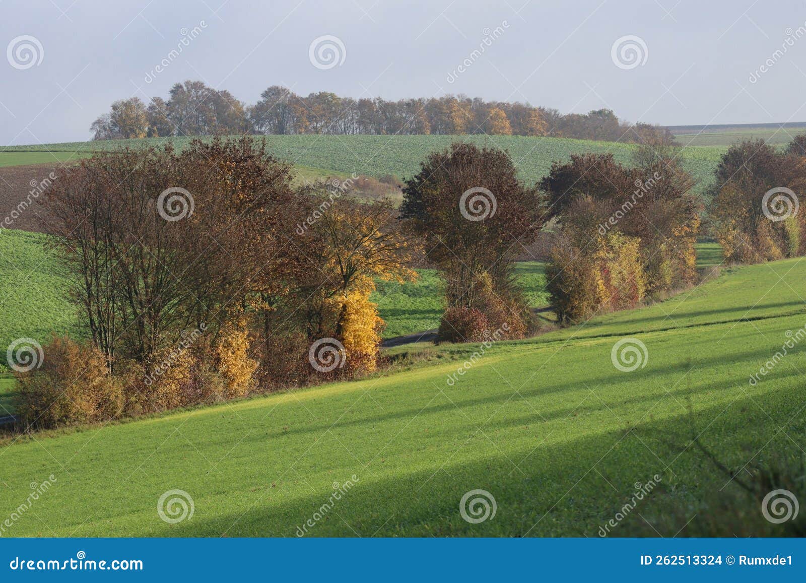 Shrubs and Trees in Harmony Stock Photo - Image of bushes, meadows ...