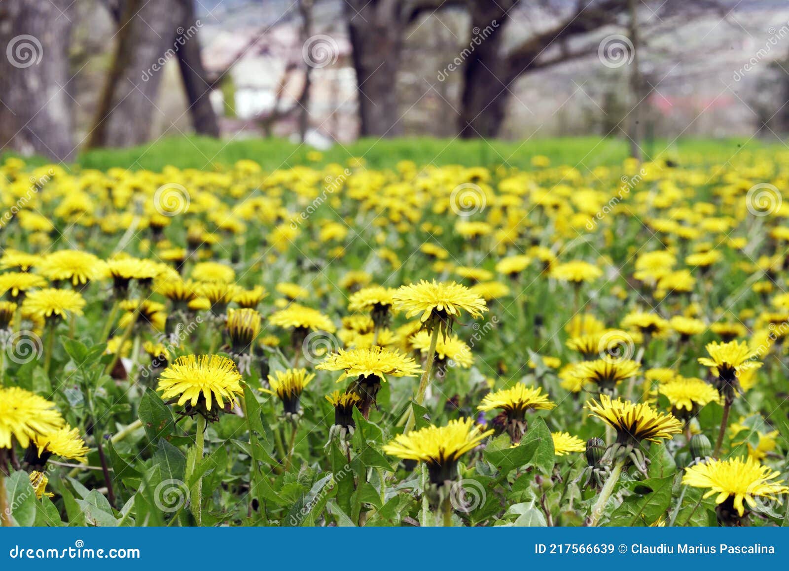 Low Perspective Field of Dandelions Stock Image - Image of dandelions ...