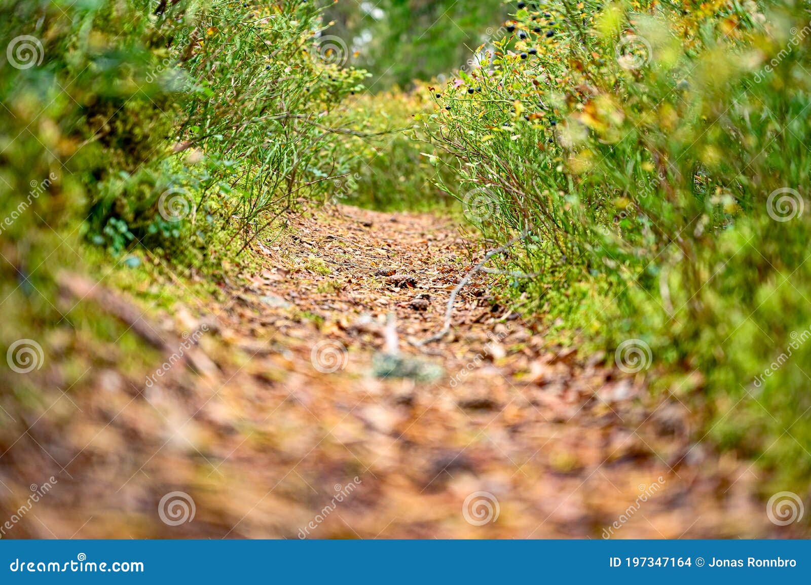 Low Perspective Over Narrow Walking Path through Forest Stock Photo ...