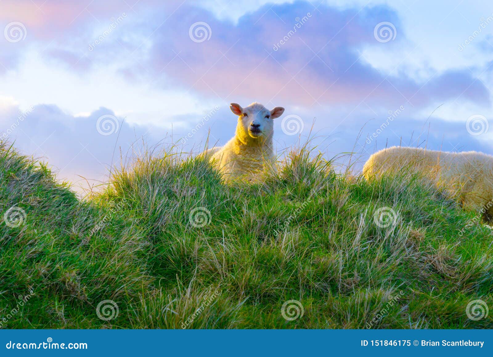Low point of view of lamb stock image. Image of point - 151846175