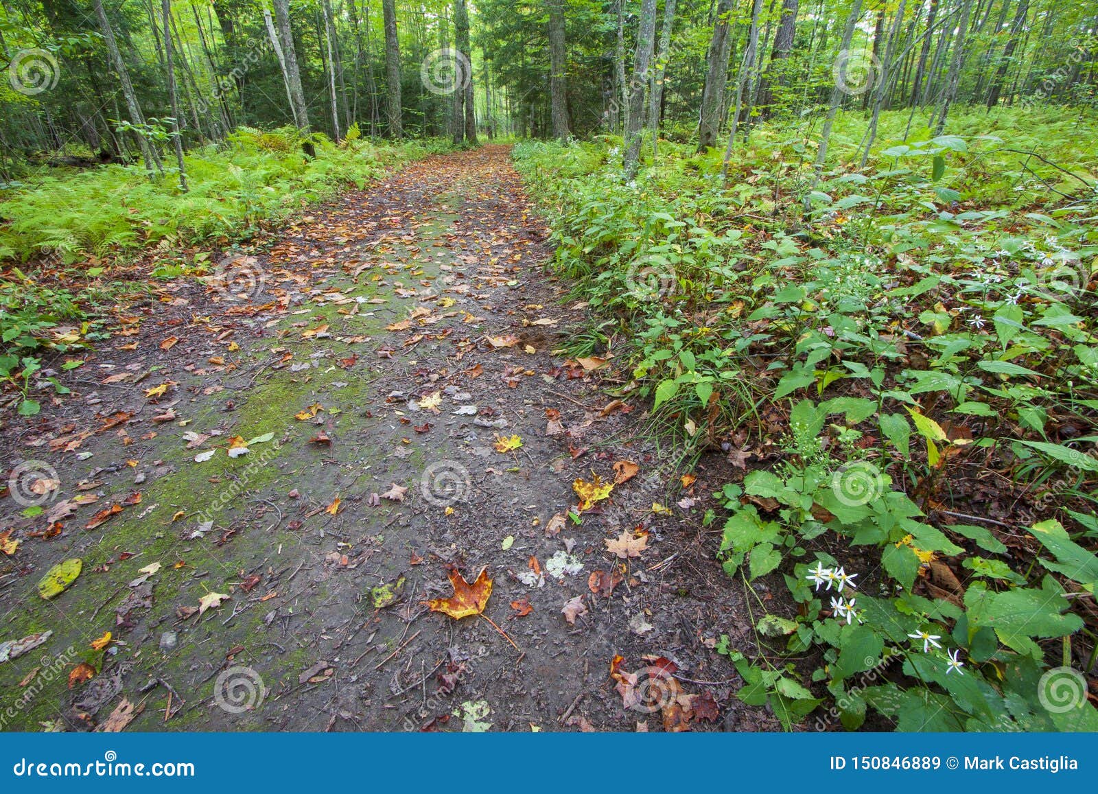 Leaf Strewn Path through Vibrant Green Forest Stock Image - Image of ...