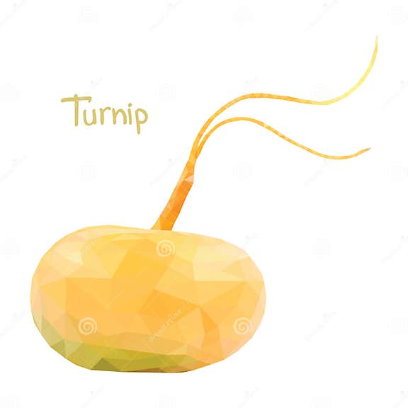 Low poly turnip stock vector. Illustration of triangle - 50433577