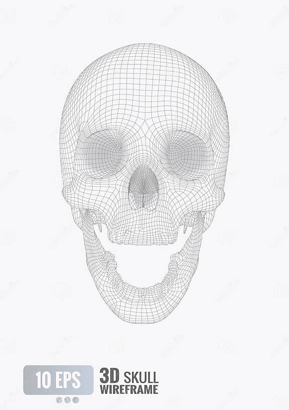Low Poly Vector Skull Front View in 3D Monochrome Wireframe Stock ...