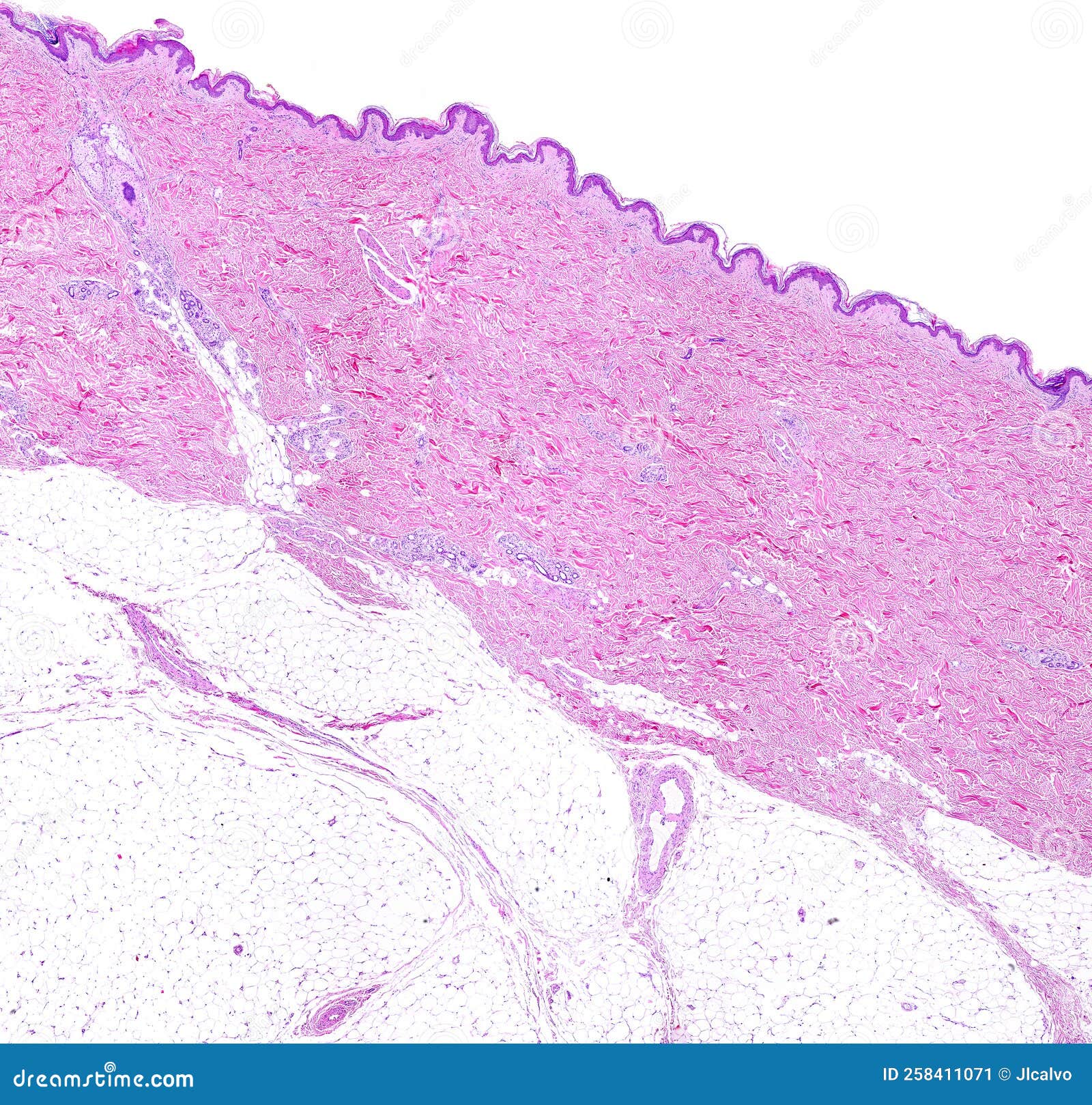 Human thin skin stock image. Image of microscope, hematoxylineosin ...
