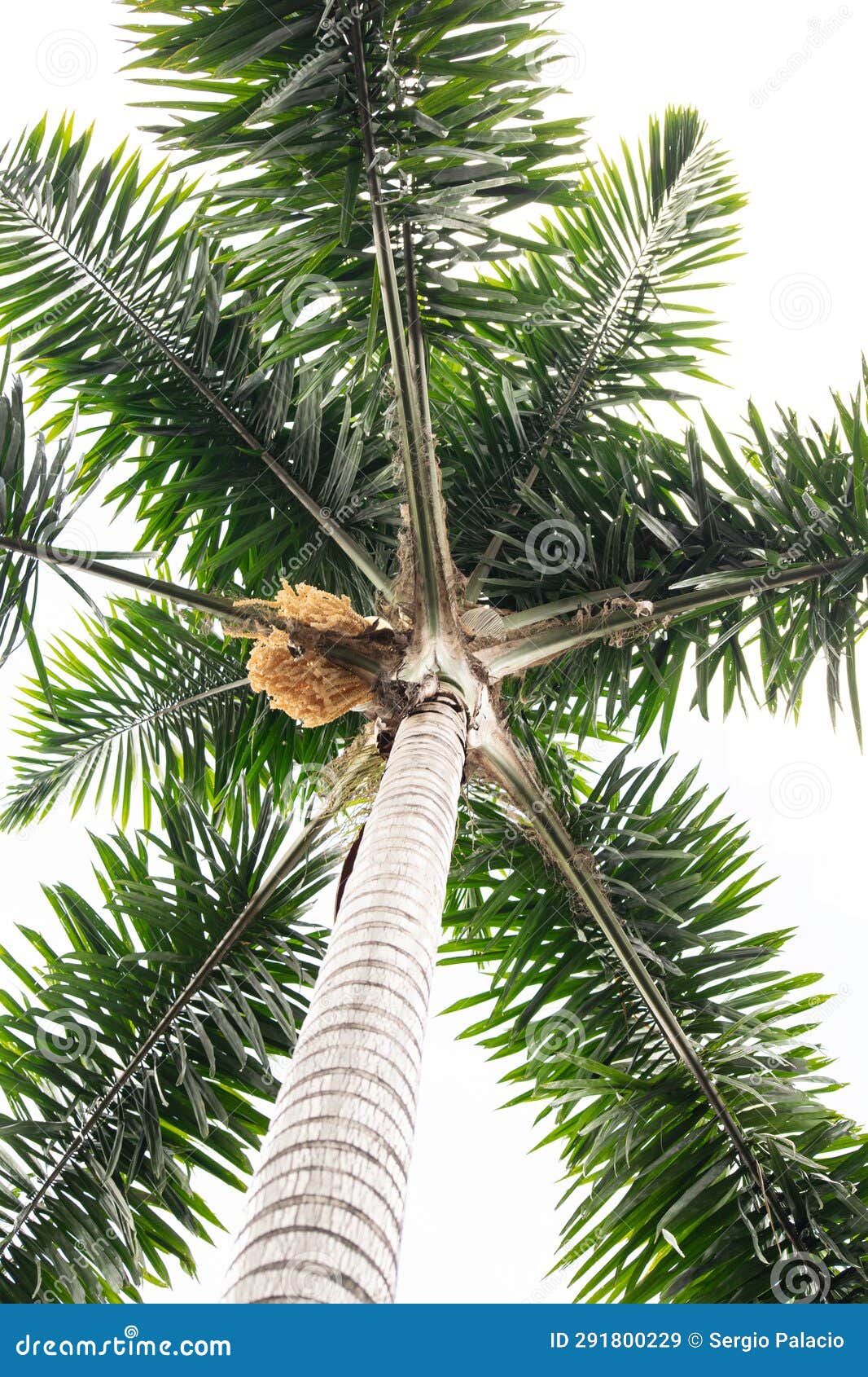 Low Profile View of a Coconut Palm Tree Stock Image - Image of light ...
