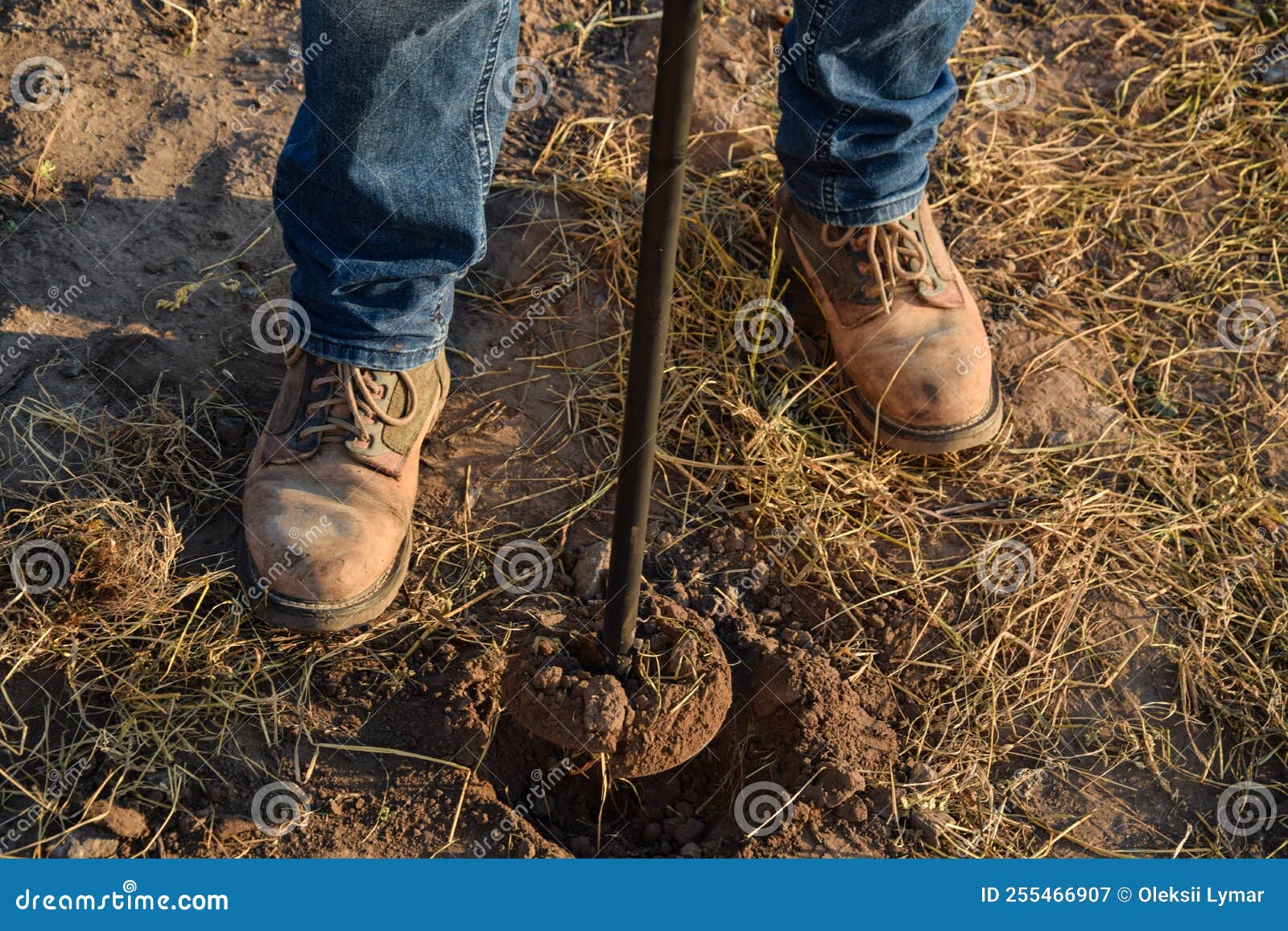 Low Section Male Agronomist Performing Soil Sampling at Sunrise Stock ...