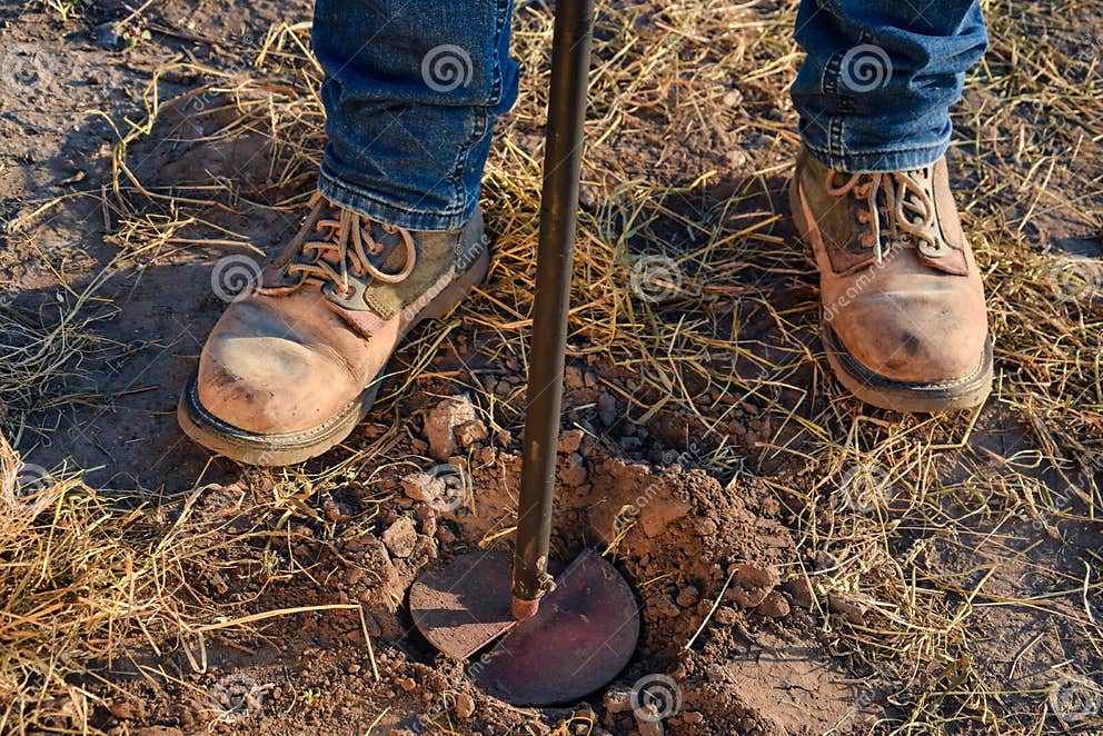 Low Section Male Agronomist Performing Soil Sampling at Sunrise Stock ...