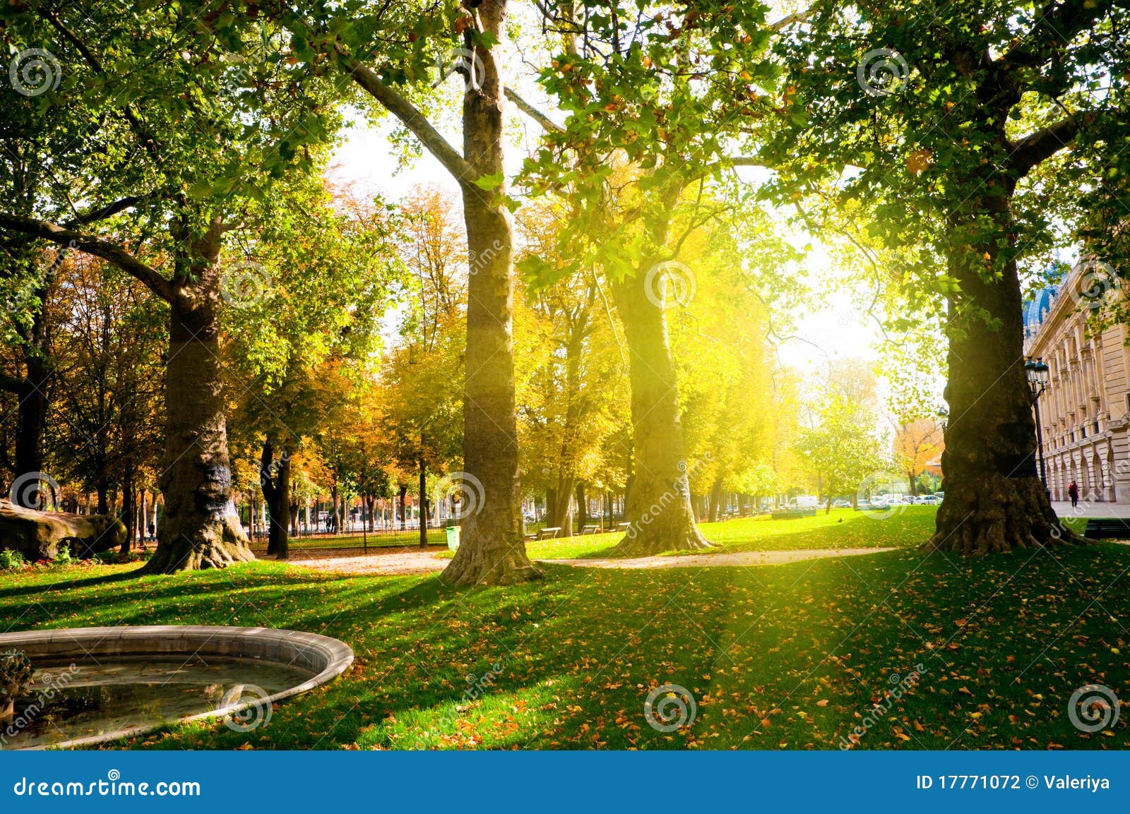 Low Setting Sun in Green Park Stock Photo - Image of backlight, natural ...