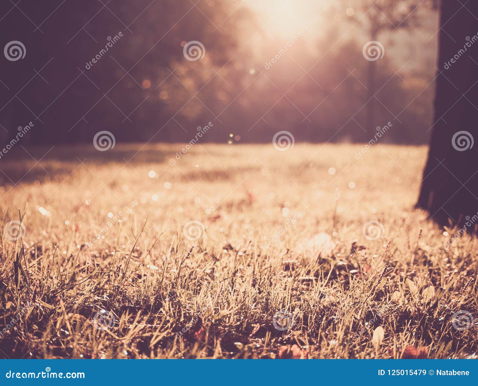 Low Sun, Soft Sunlight in Park Illuminate the Grass and Trees, Toned ...