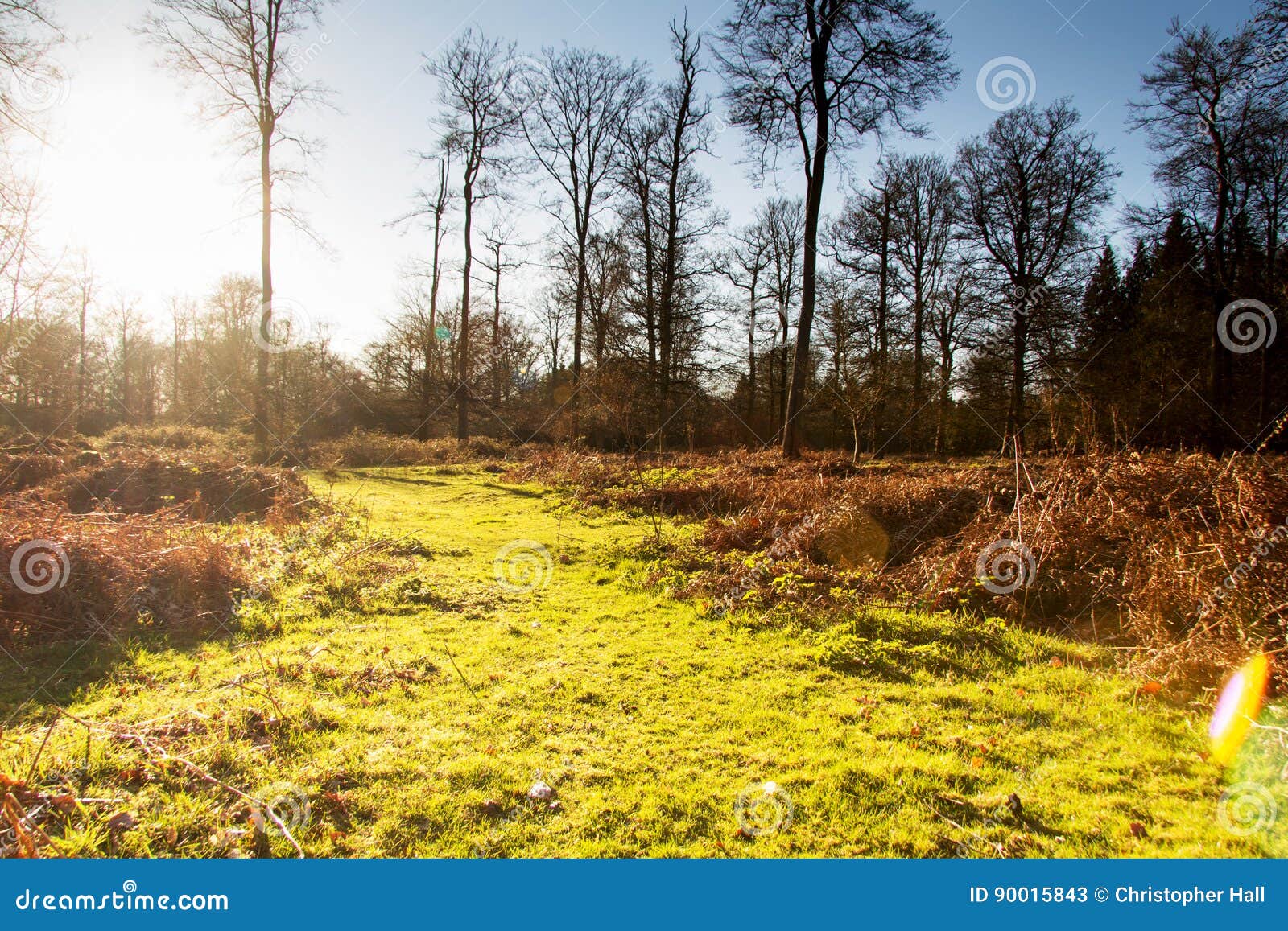 Low Sun through Trees in the Woods Stock Image - Image of sunlight ...
