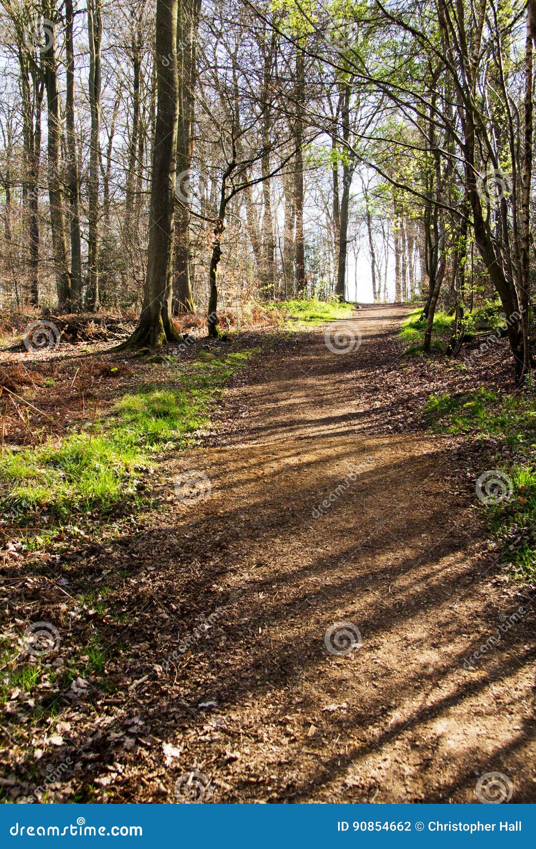 Low Sun through Trees in the Woods Stock Photo - Image of landscape ...