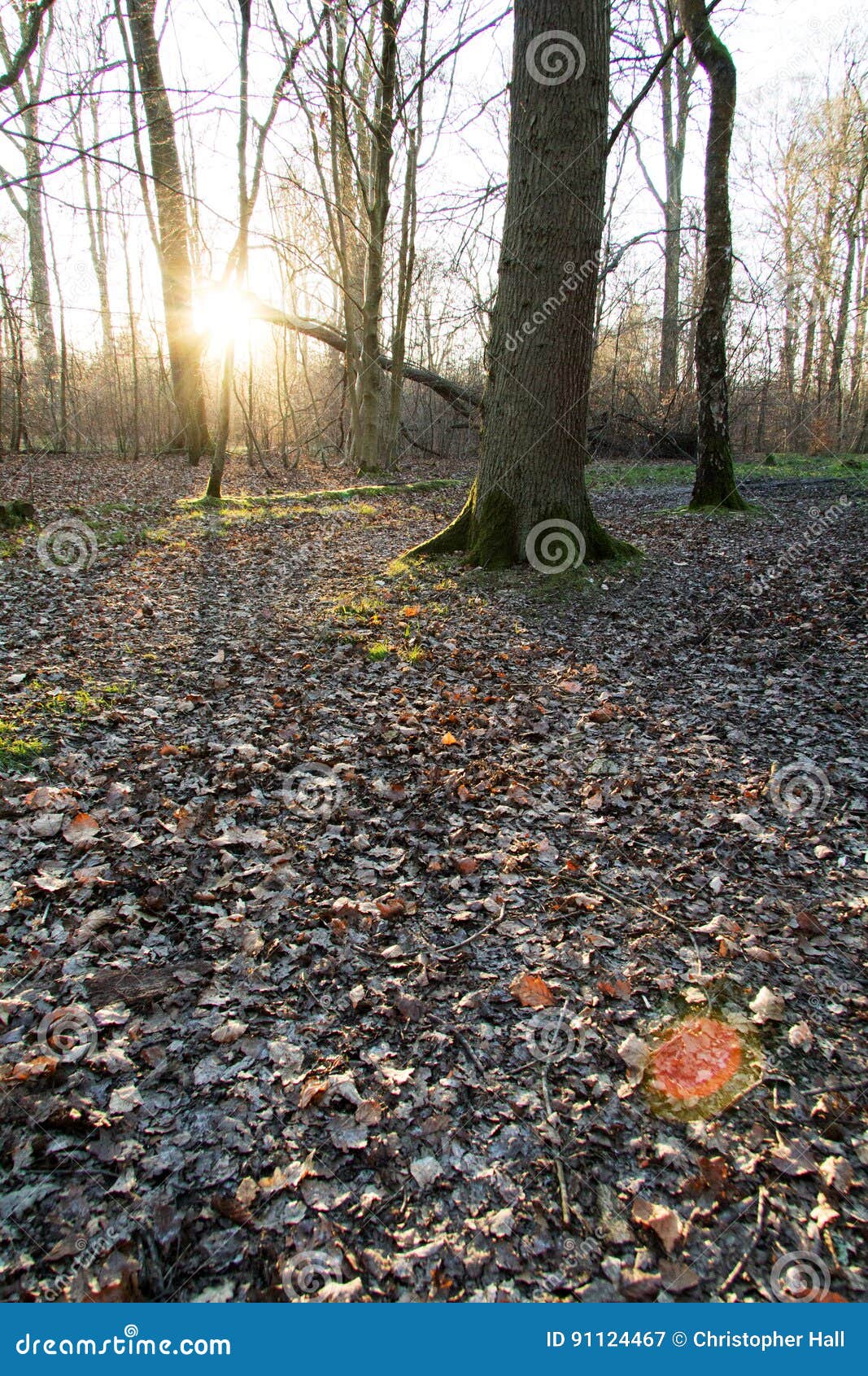 Low Sun through Trees in the Woods Stock Image - Image of green ...