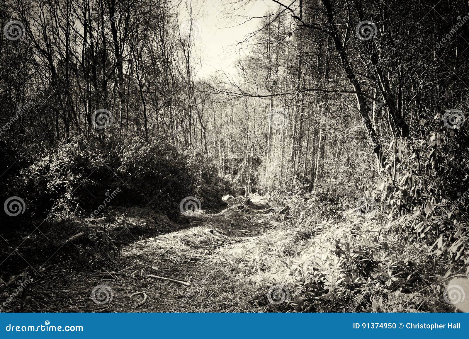 Low Sun through Trees in the Woods Stock Photo - Image of tree ...
