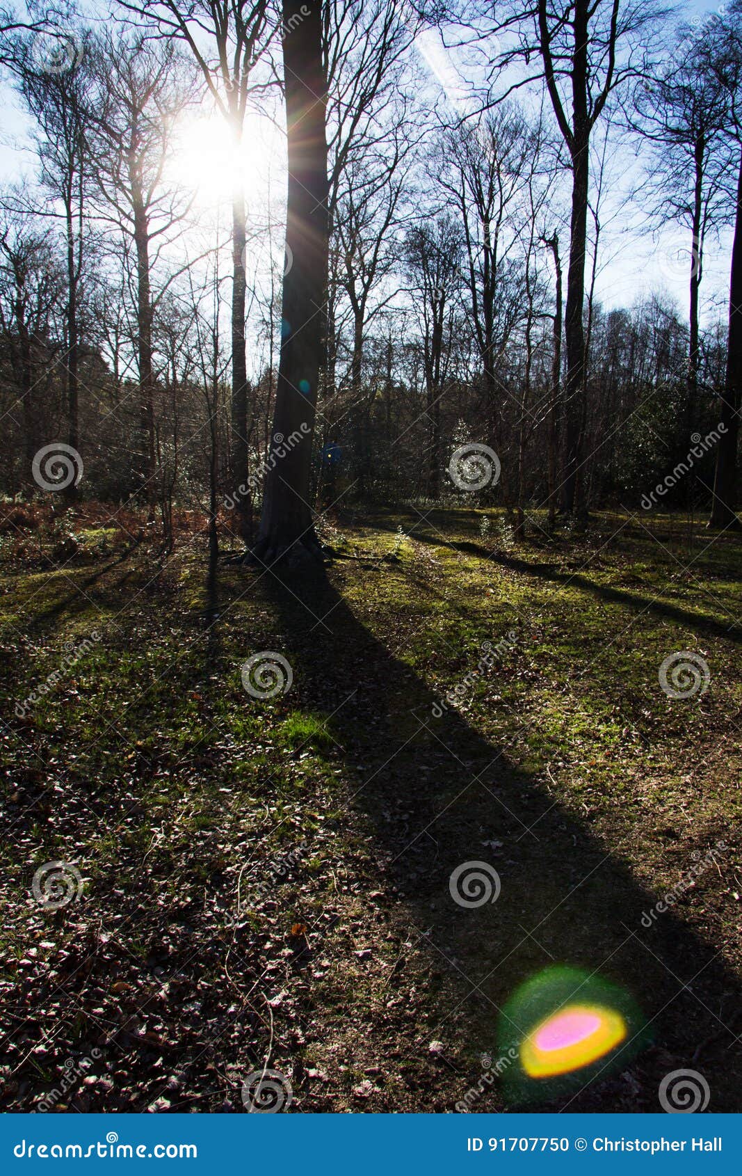 Low Sun through Trees in the Woods Stock Photo - Image of scenery ...