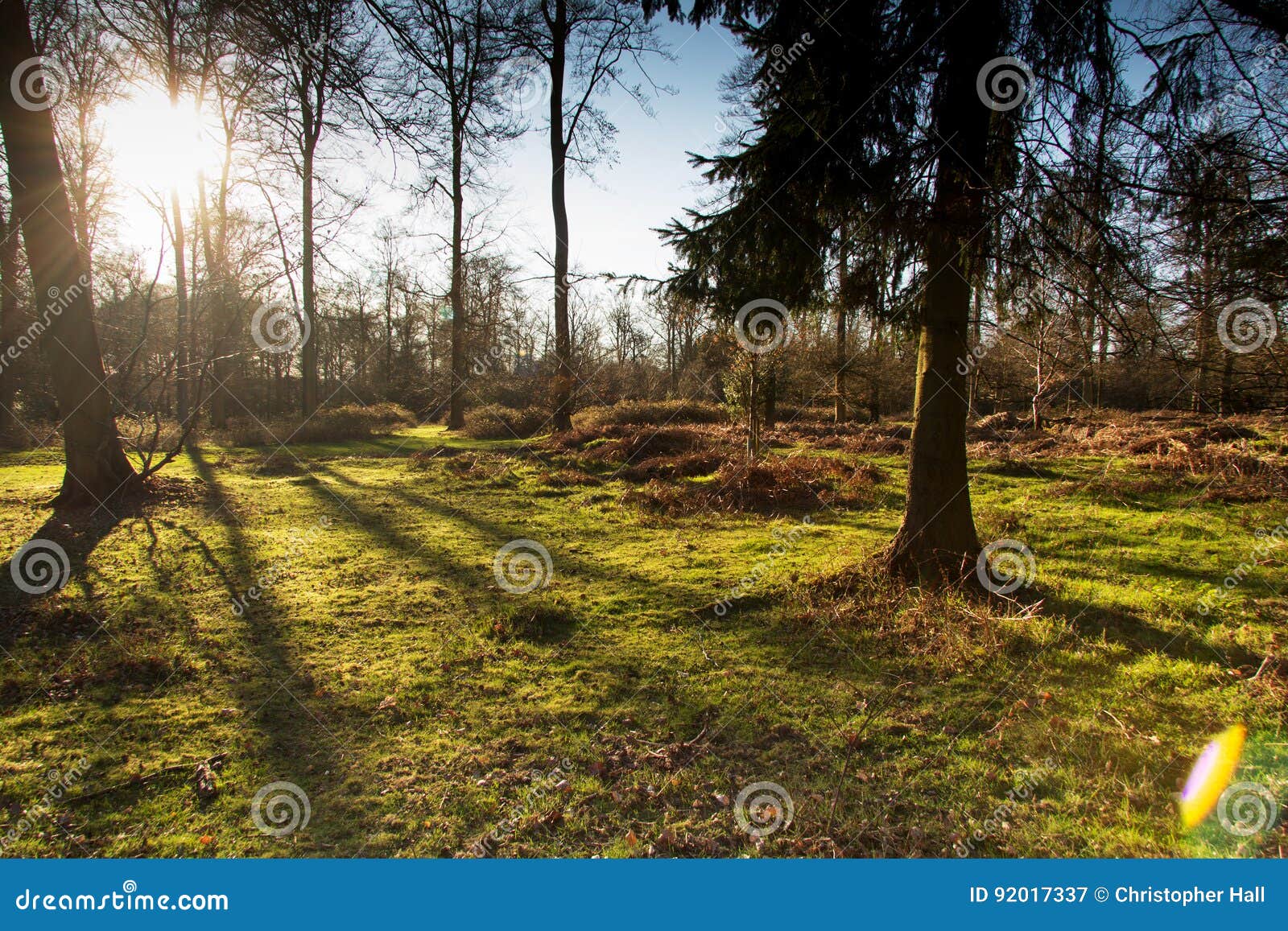 Low Sun through Trees in the Woods Stock Image - Image of sunlight ...