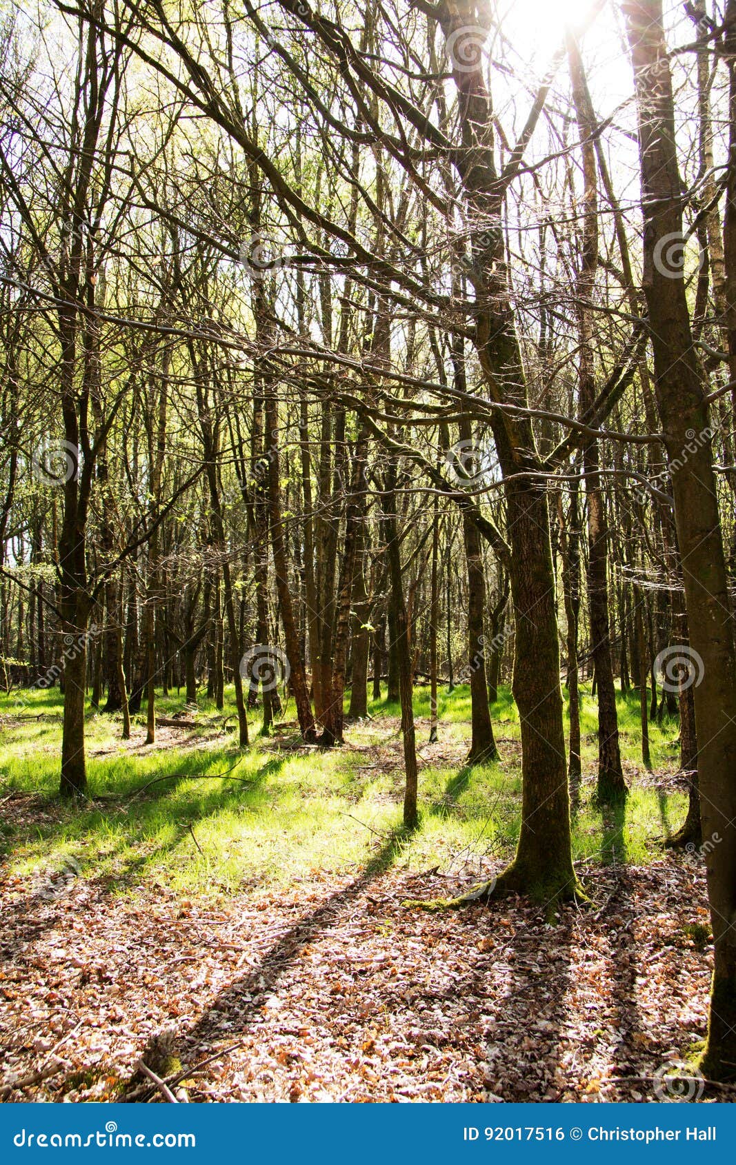 Low Sun through Trees in the Woods Stock Photo - Image of nature ...