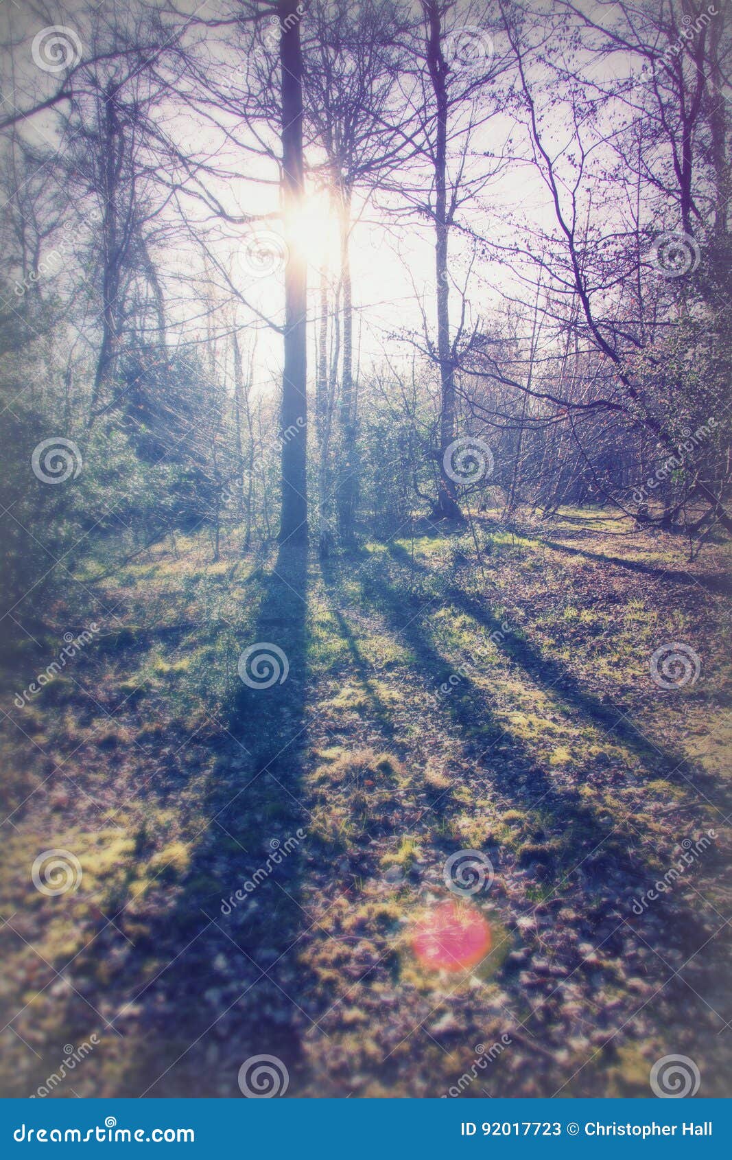 Low Sun through Trees in the Woods Stock Image - Image of season, light ...