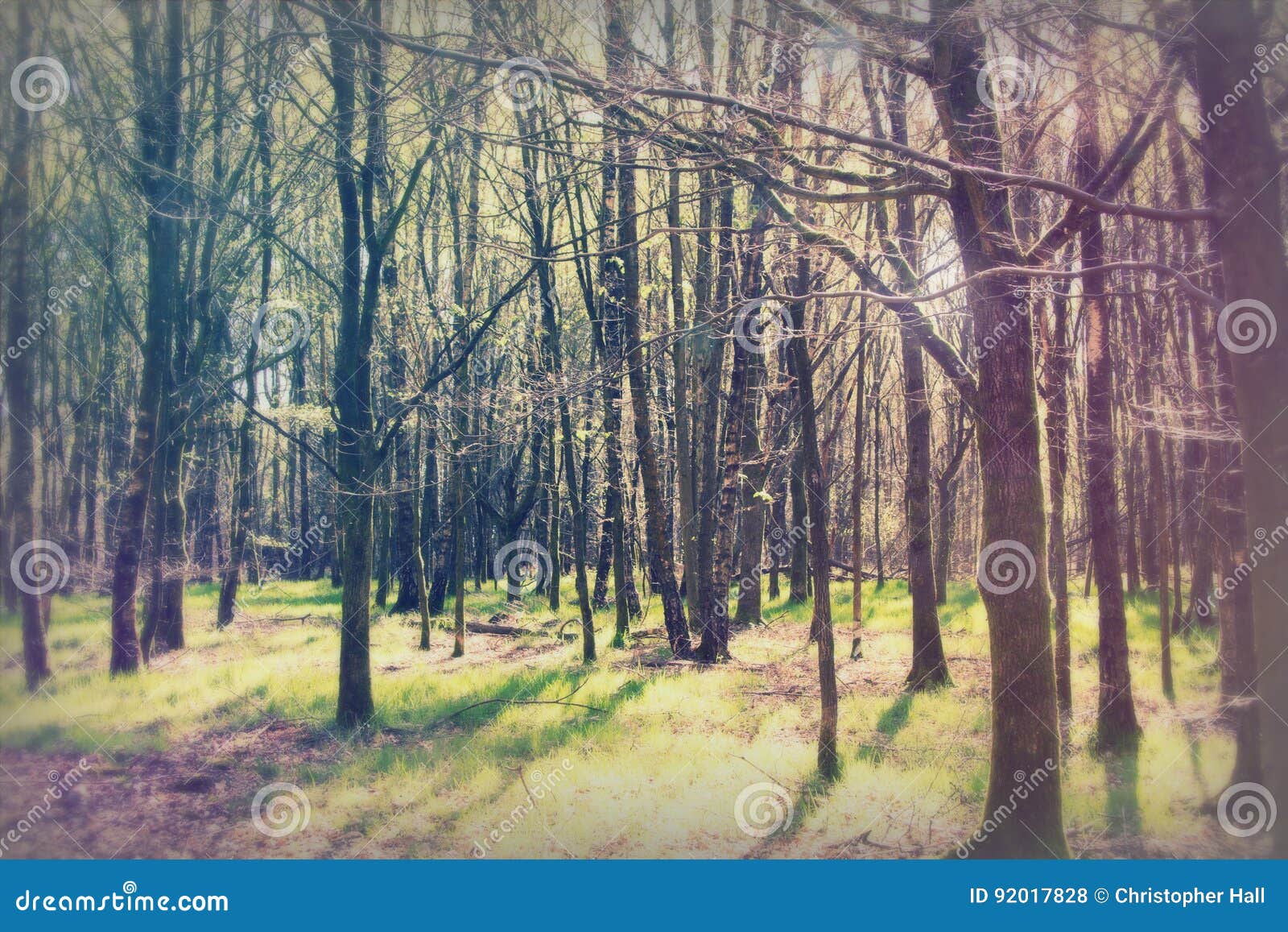 Low Sun through Trees in the Woods Stock Photo - Image of scenic ...