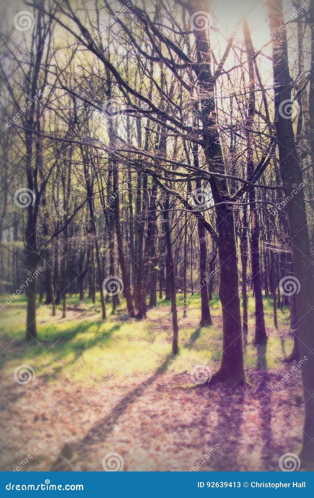 Low Sun through Trees in the Woods Stock Image - Image of country, tree ...