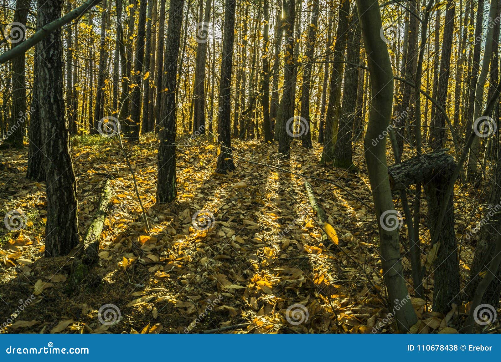 Low Sunlight Casting Rays and Shadows between Trees in Forrest Stock ...