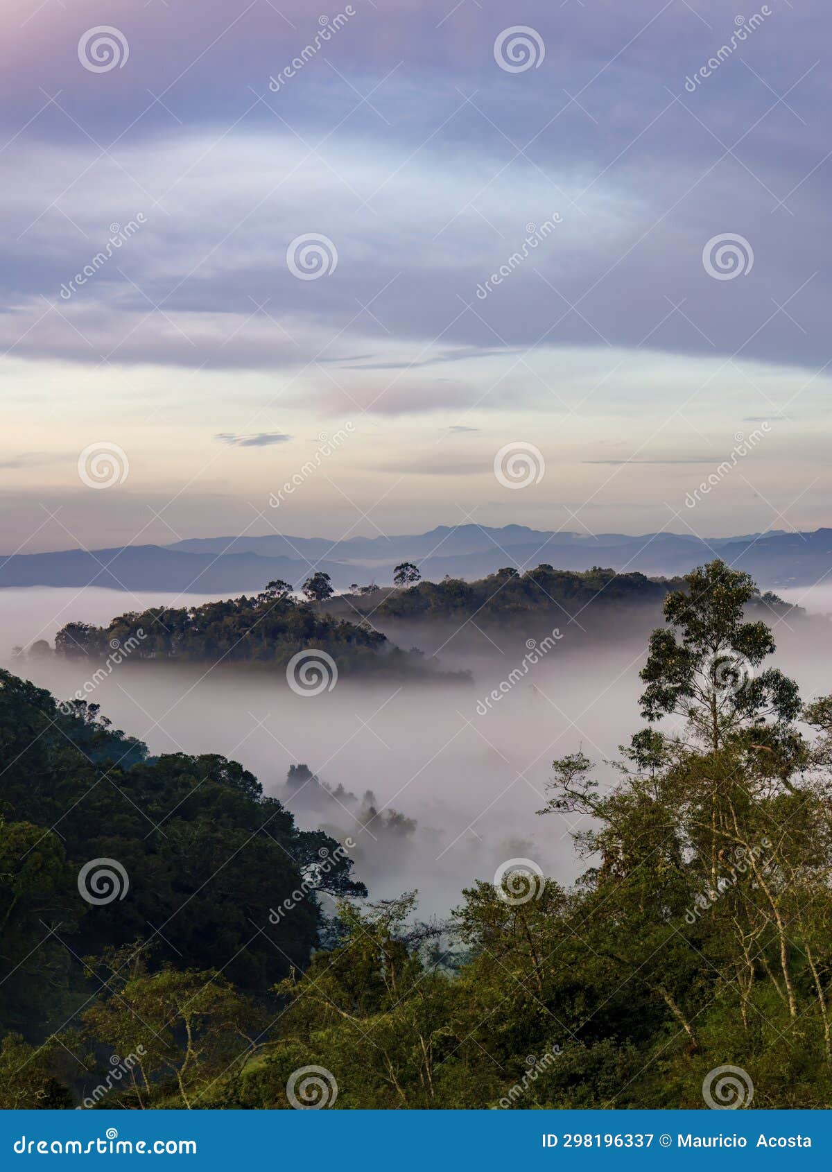 The Low Thick Mist at Sunrise Partially Covers the Forest Stock Image ...
