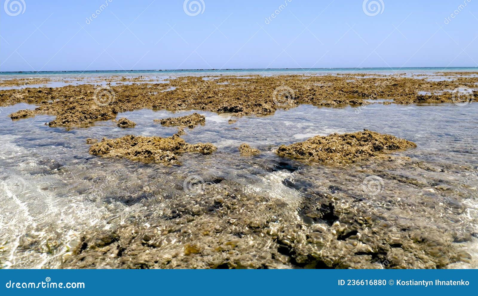 Low Tide. Close-up. Red Sea Beach at Low Tide. Algae and Dead Reef are ...