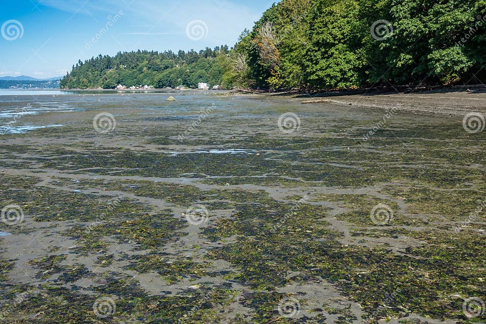 Low Tide at Dash Point stock image. Image of beach, shoreline - 71631675