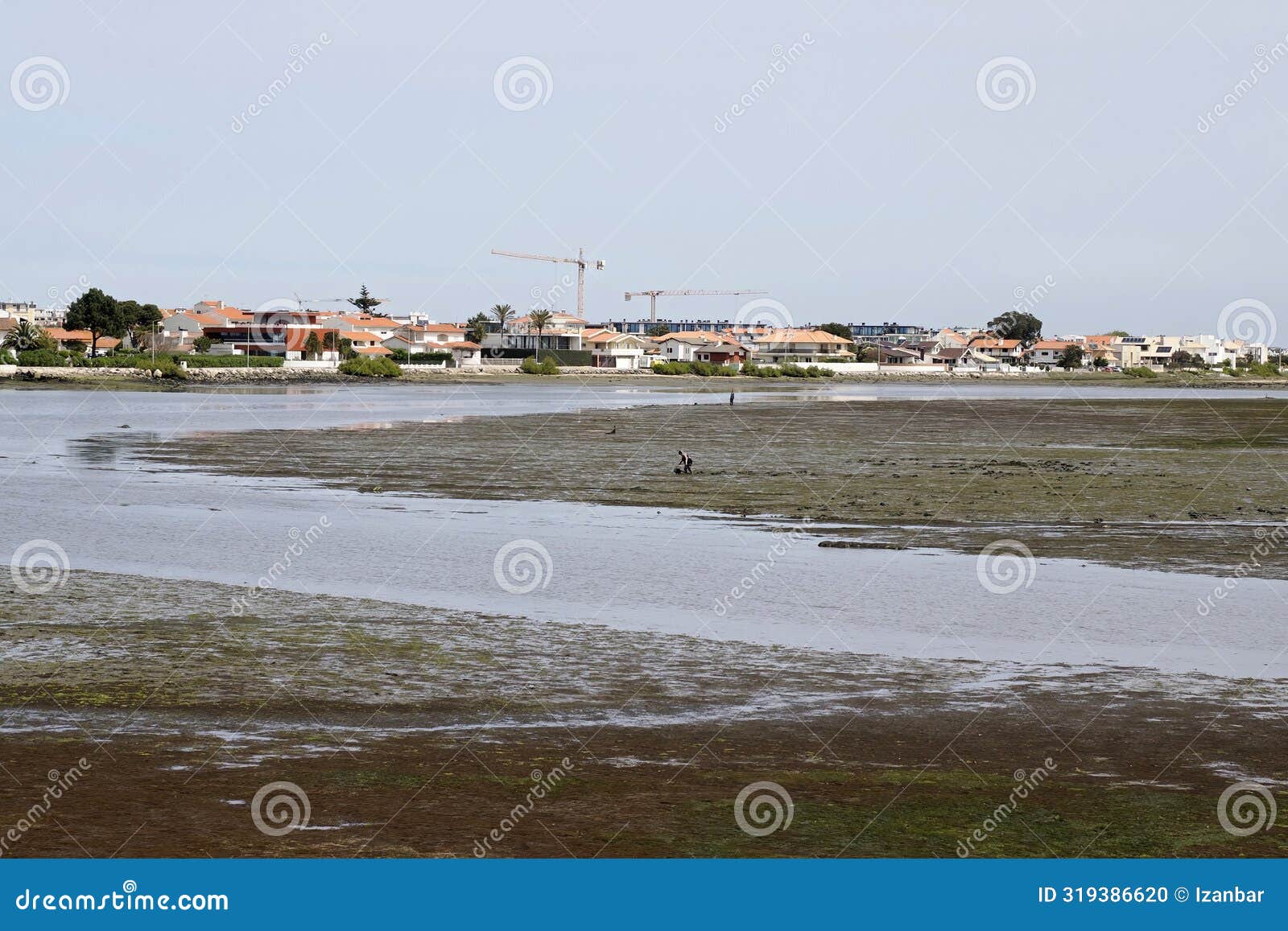 Low Tide in the Lagoon Ria De Aveiro, with People Picking Up Shell and ...
