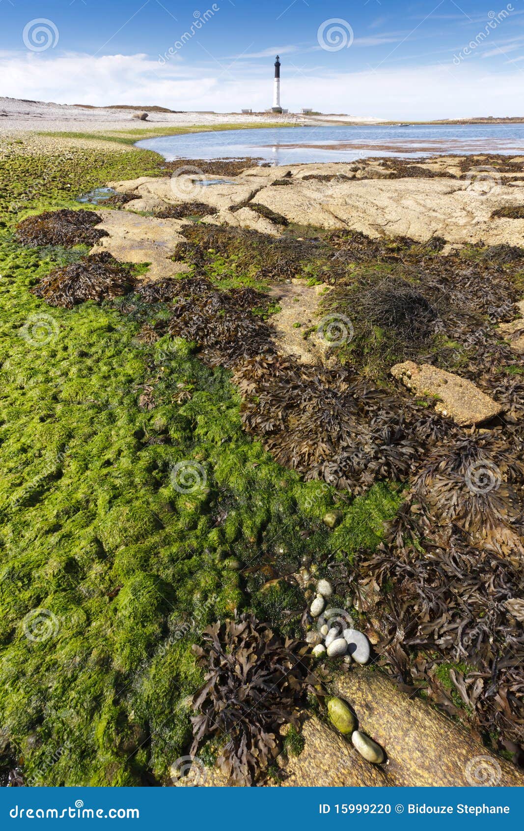 Low tide landscape stock photo. Image of vertical, seaweed - 15999220