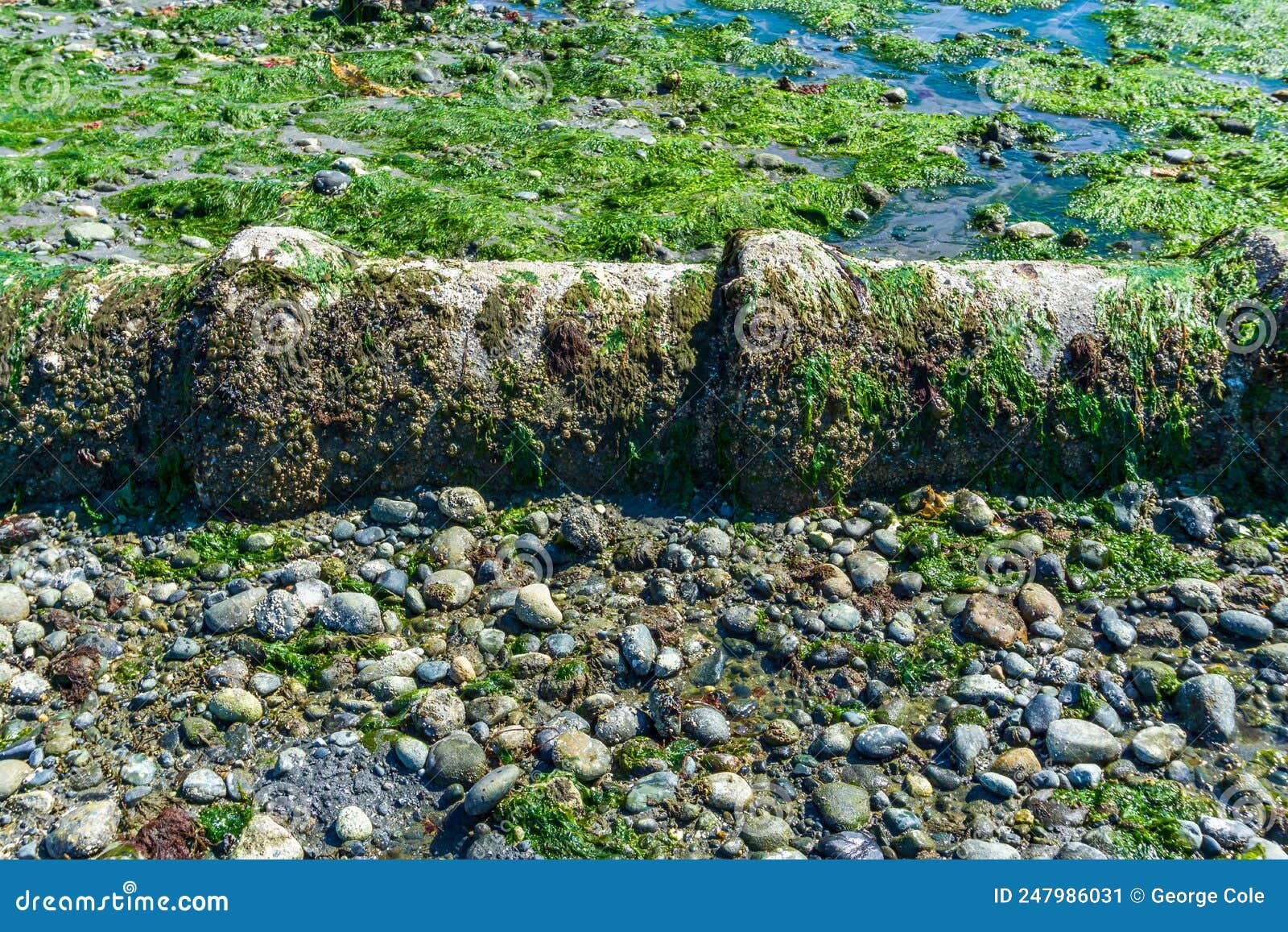 Low Tide Piple stock image. Image of shoreline, marine - 247986031