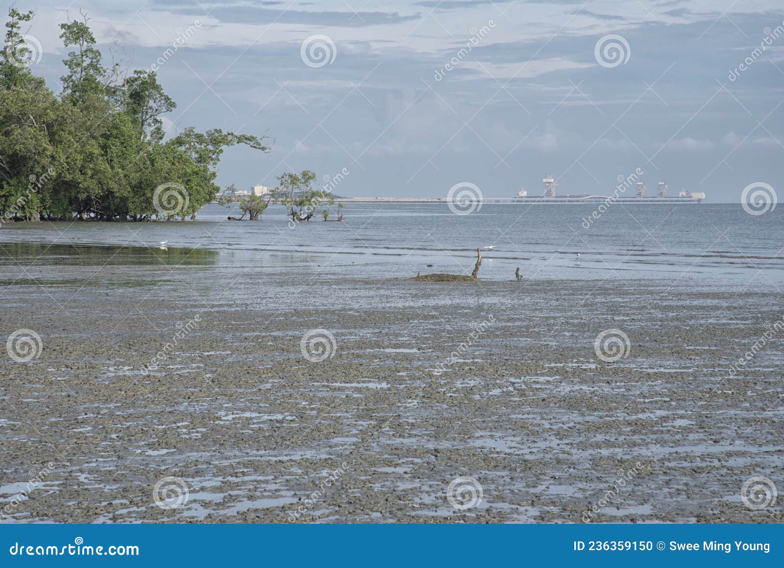 Low-tide Scenery Around the Muddy Swamp Beach Stock Photo - Image of ...