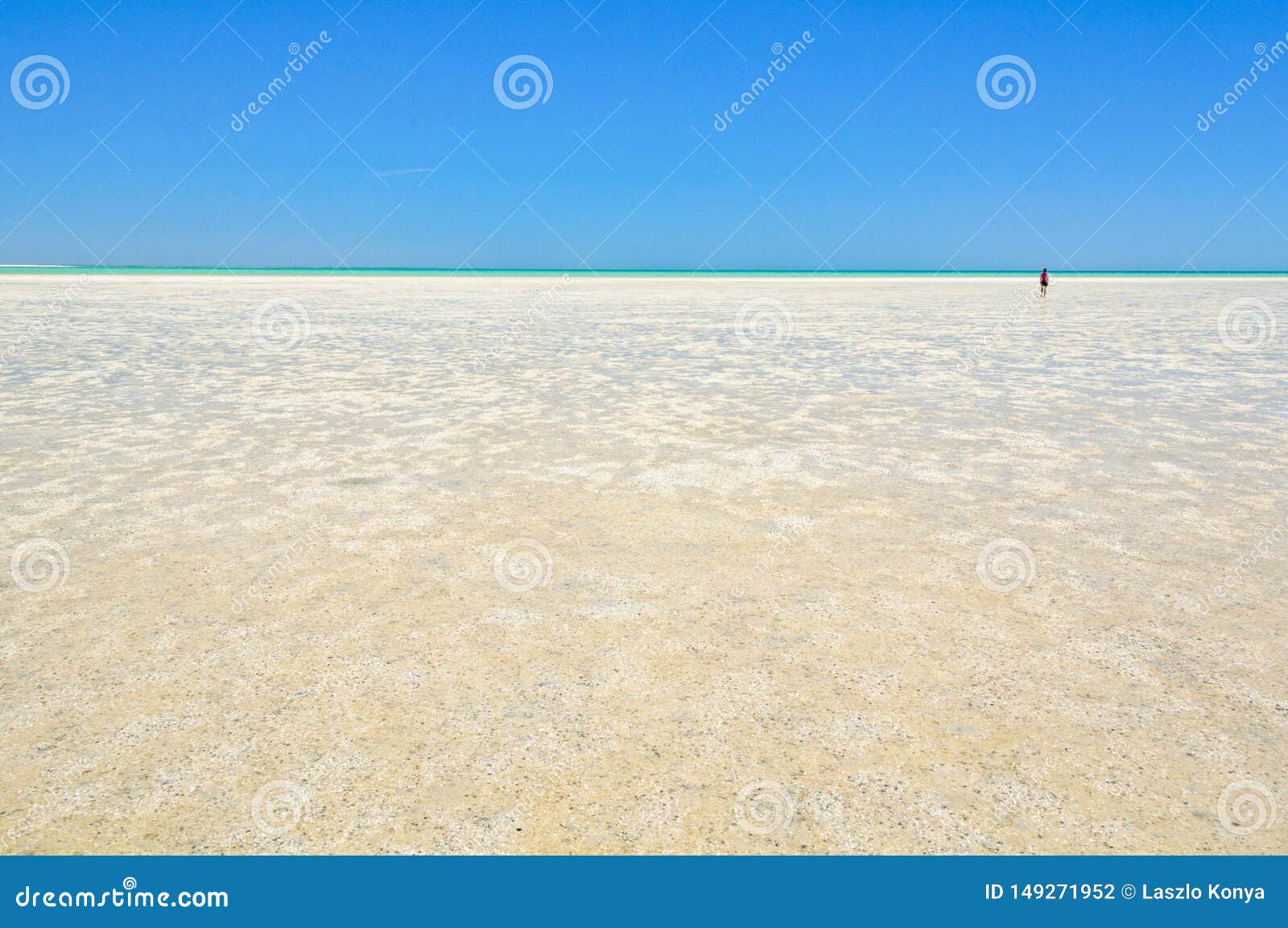 Shell Beach - Denham stock photo. Image of esky, western - 149271952