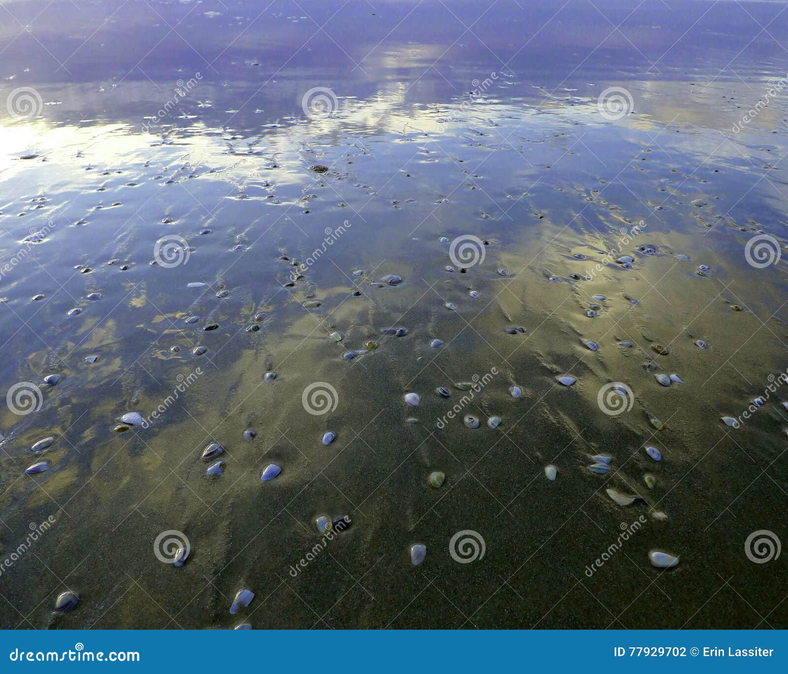 Low_Tide_Shells_Sky stock photo. Image of clouds, sand - 77929702