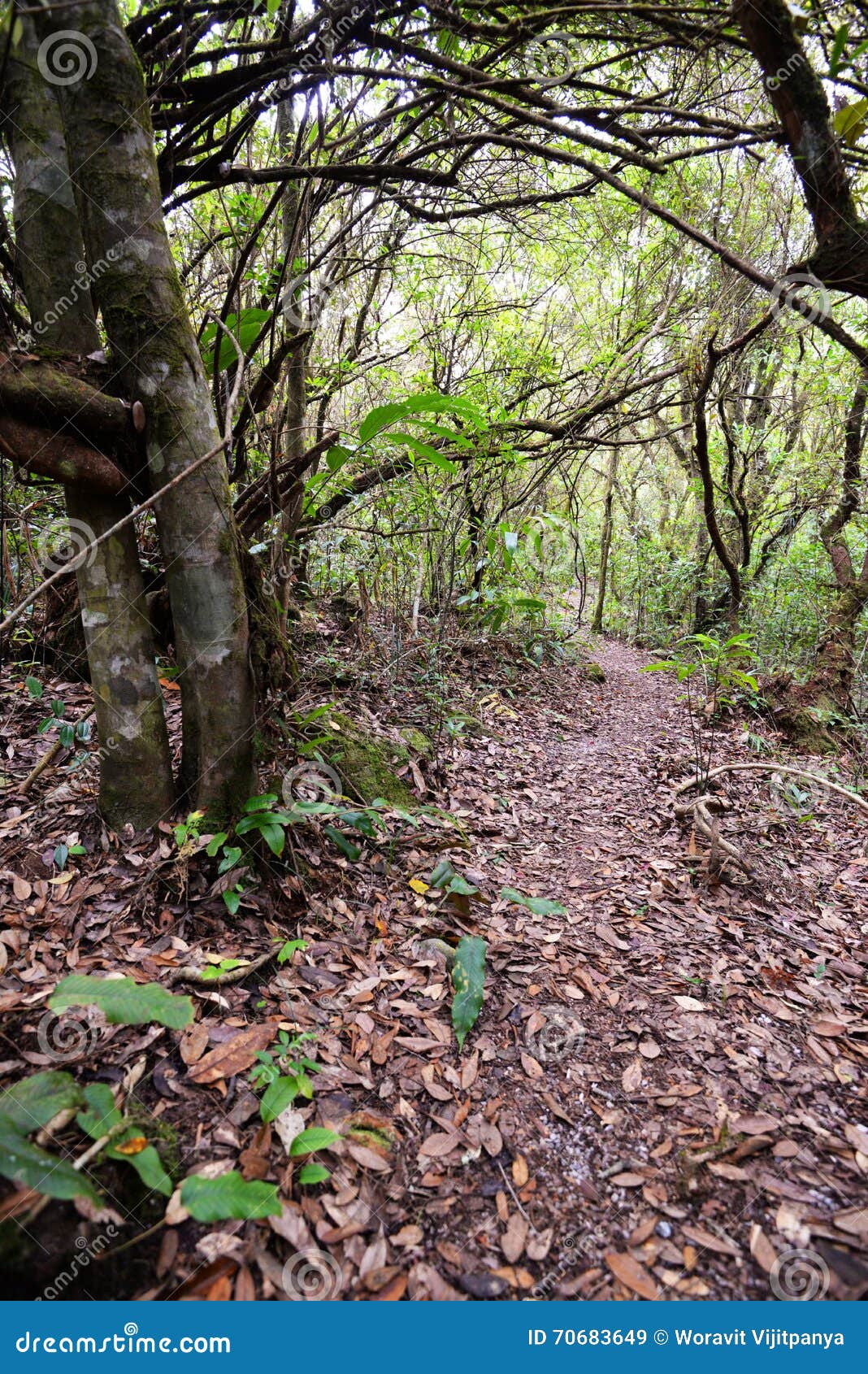 Low tree forest stock image. Image of angle, gold, landscape - 70683649