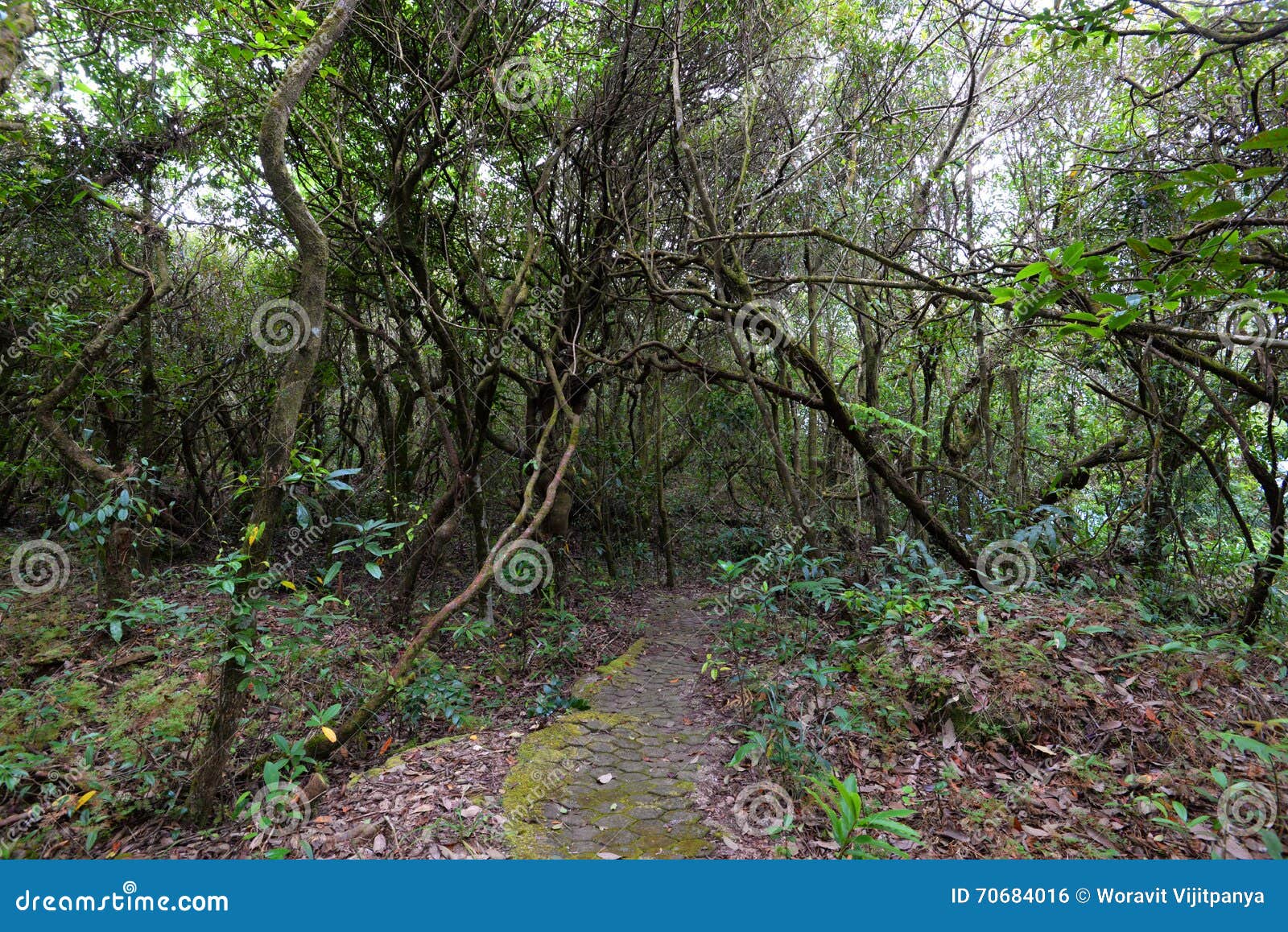 Low tree forest stock photo. Image of leaf, gold, branch - 70684016