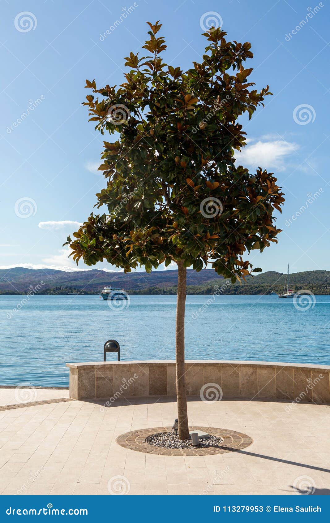 Low Tree is Growing on the Waterfront Stock Image - Image of bark, bent ...