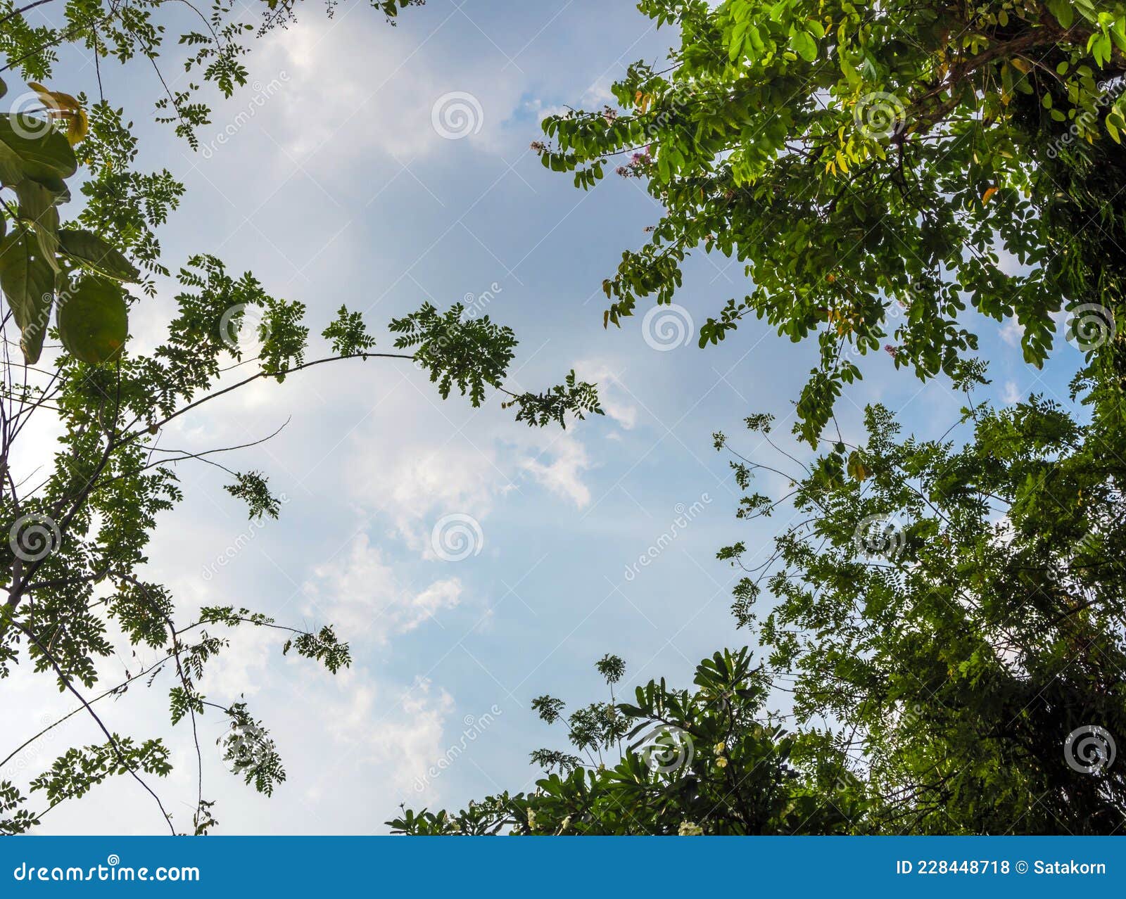 A Low Vantage Point To the Leaves of Tree Stock Photo - Image of tree ...