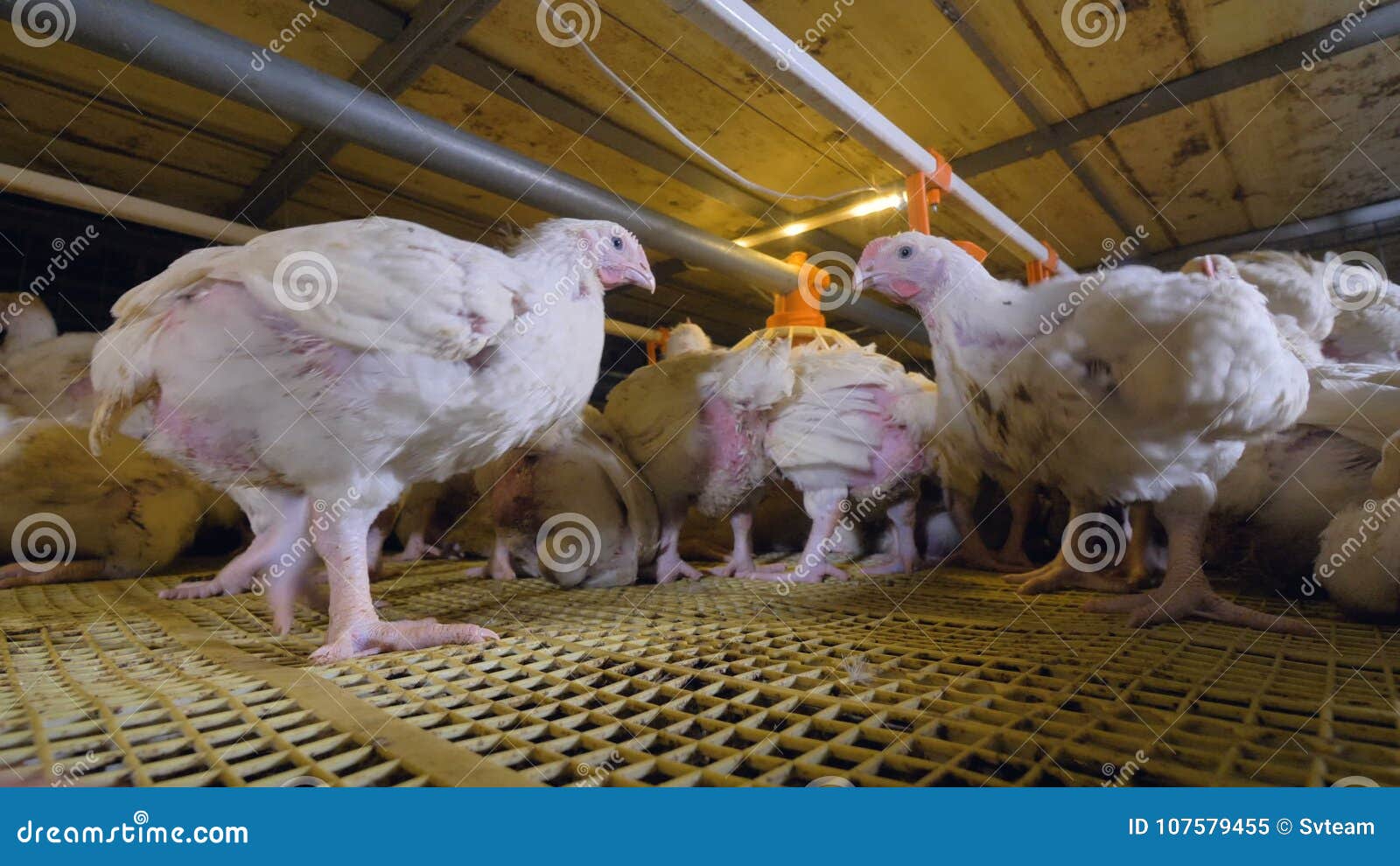 A Low Angle View on the Broilers Inside the Cage. Stock Video - Video ...