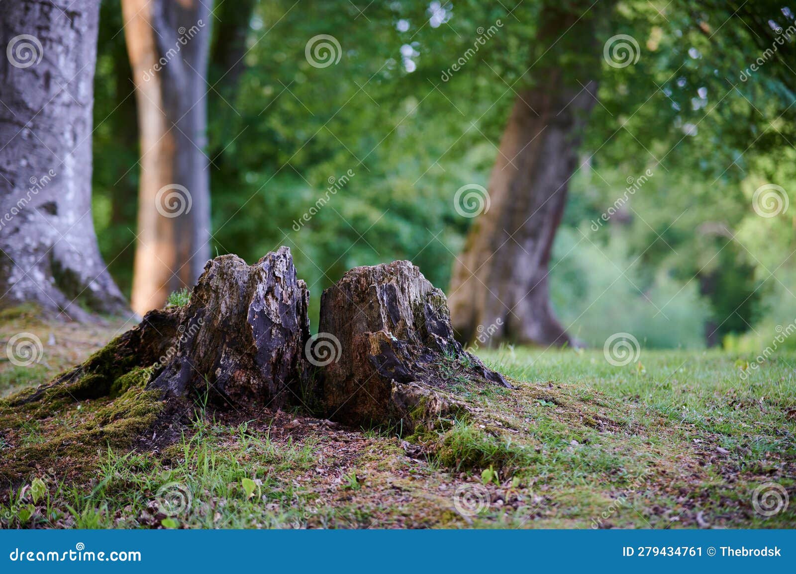 Low View of Tree Stump in a Forest Stock Image - Image of britain ...