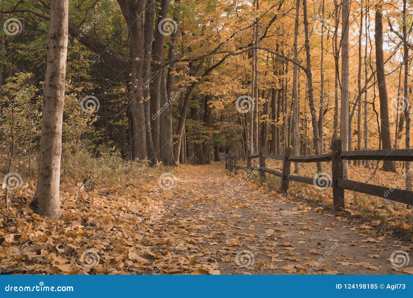 Low View of Walking Path in the Forest during the Fall Stock Image ...