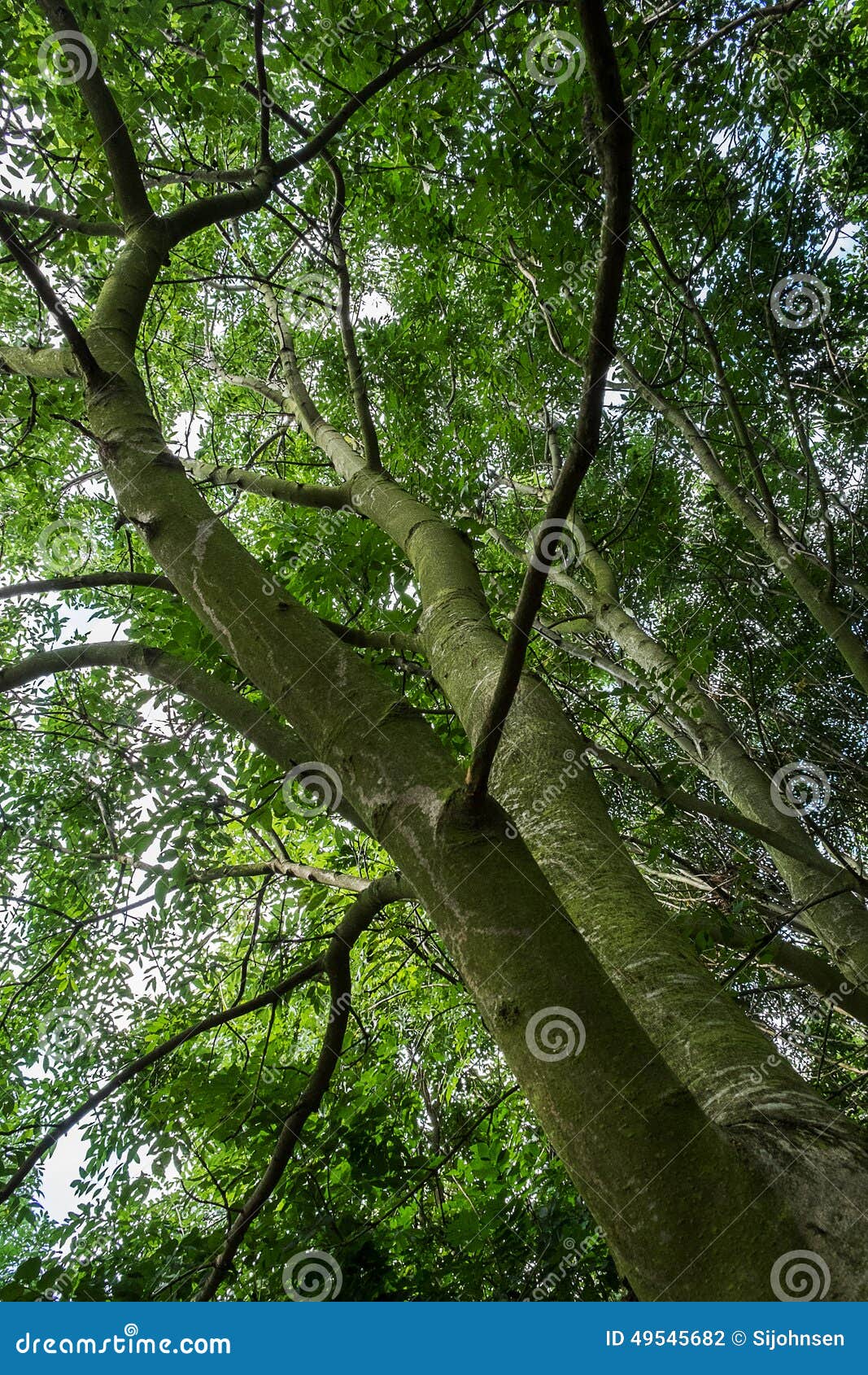Low Viewpoint Shot of Trees Stock Photo - Image of outside, plant: 49545682