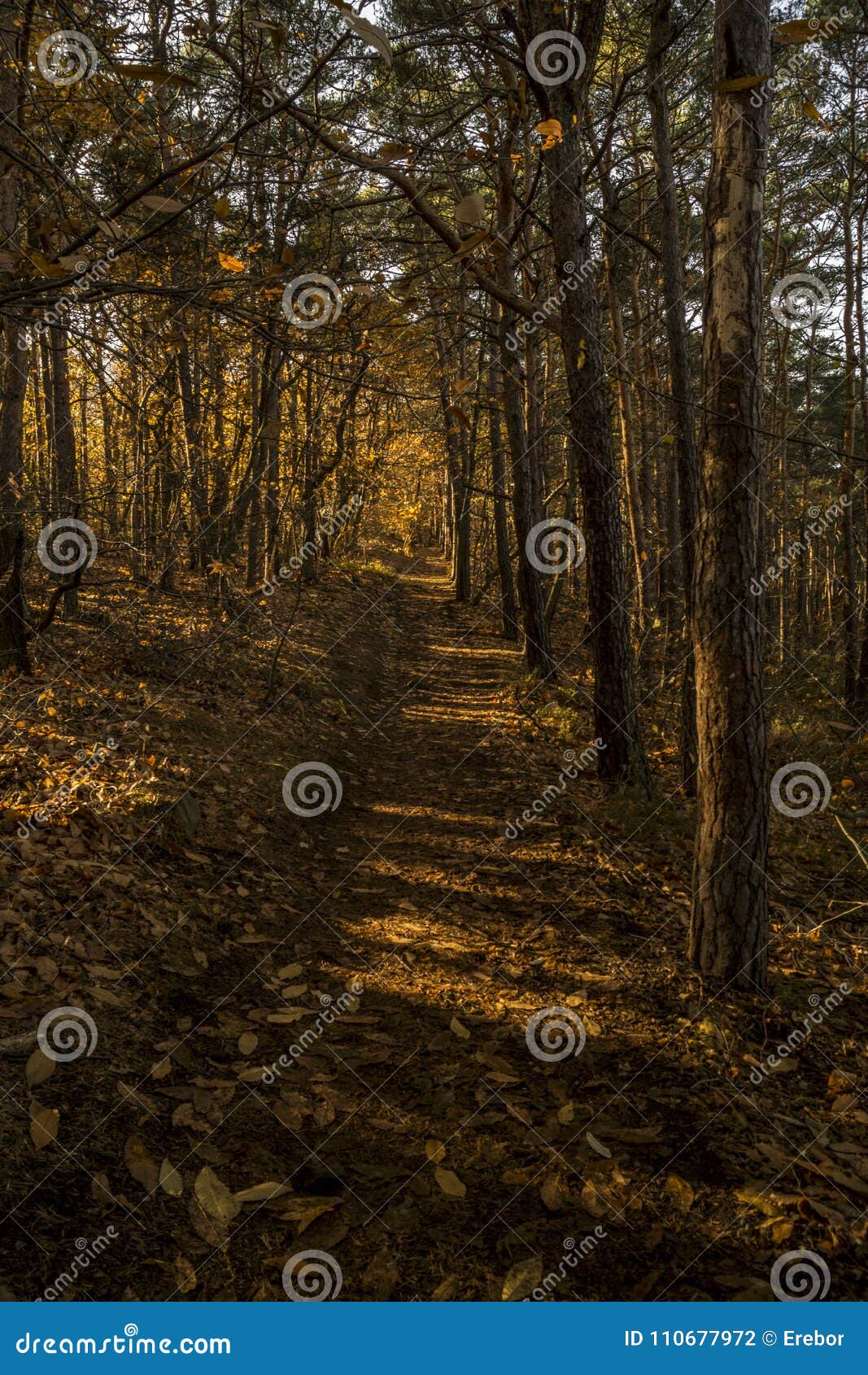 Low Sunlight Casting Rays and Shadows between Trees in Forrest Stock ...