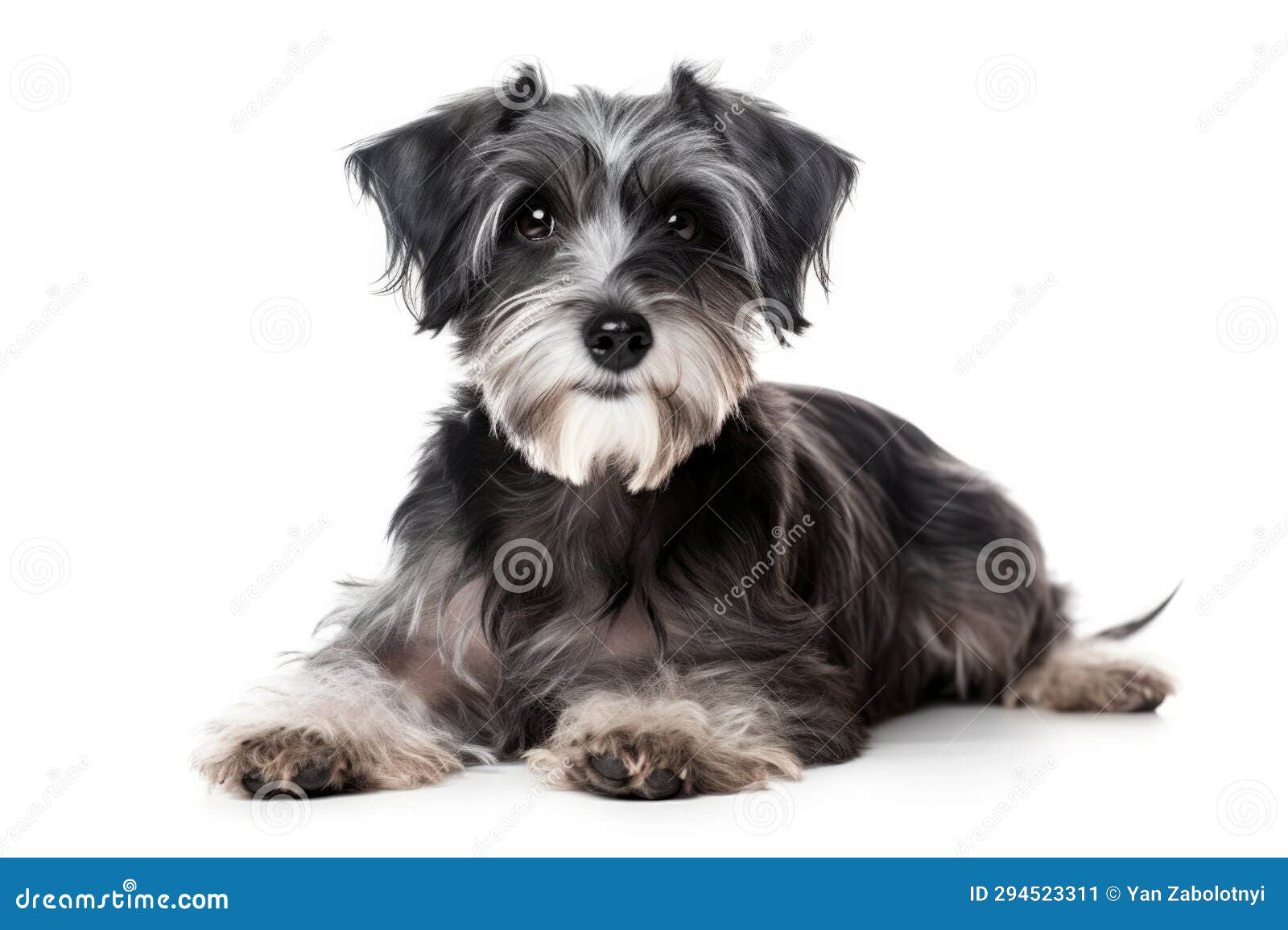 Lowchen Dog Sitting on a White Background Stock Illustration ...