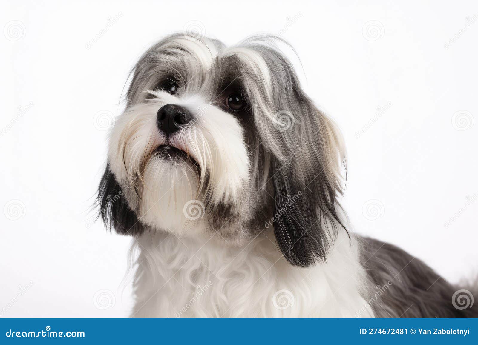 Are Lowchen The Most Intelligent Dogs