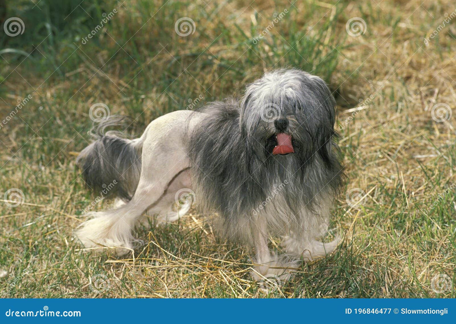 Lowchen or Little Lion Dog stock image. Image of domestic - 196846477