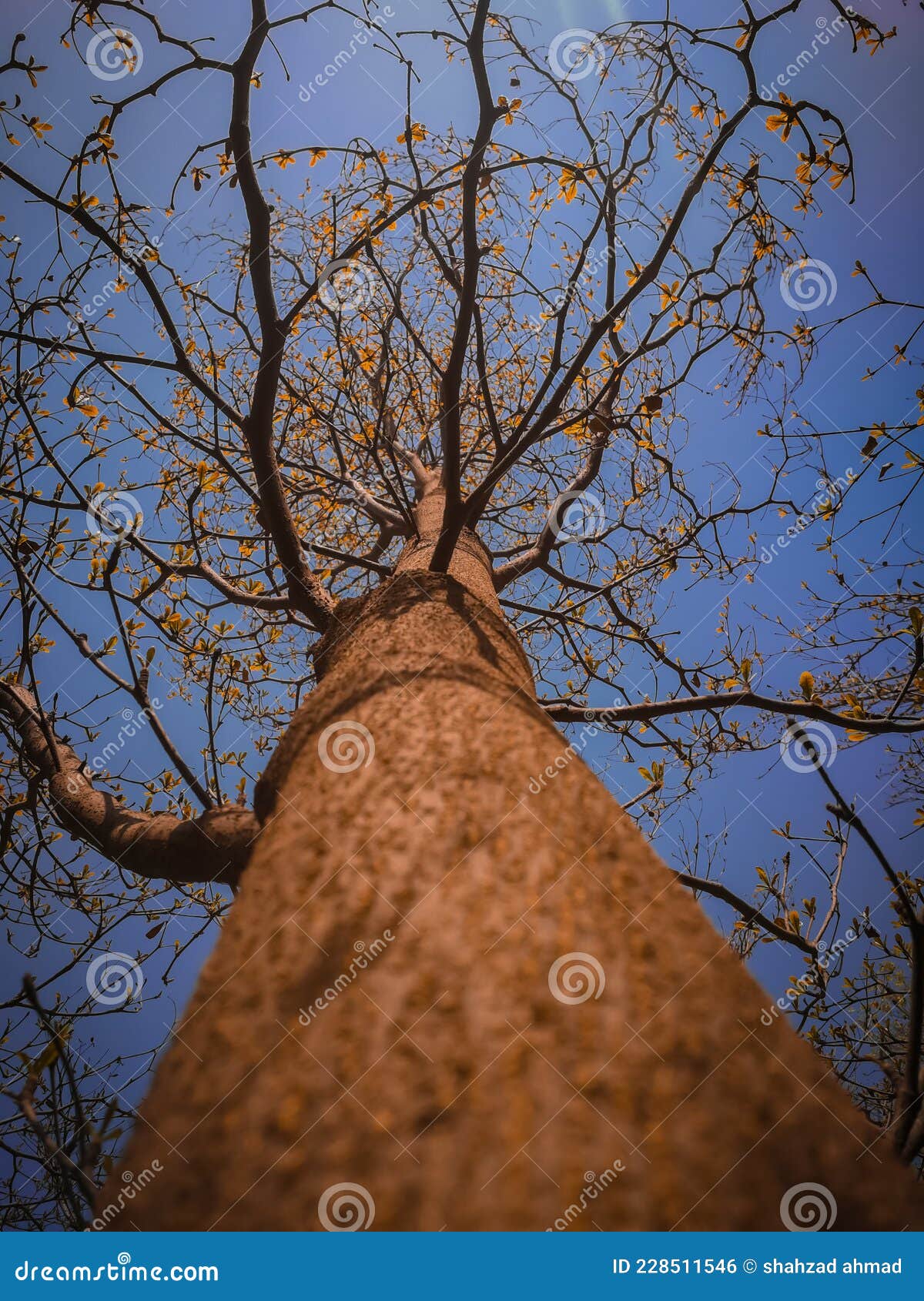 Lower Angle of Tree during Sunset. Stock Photo - Image of angle, tree ...