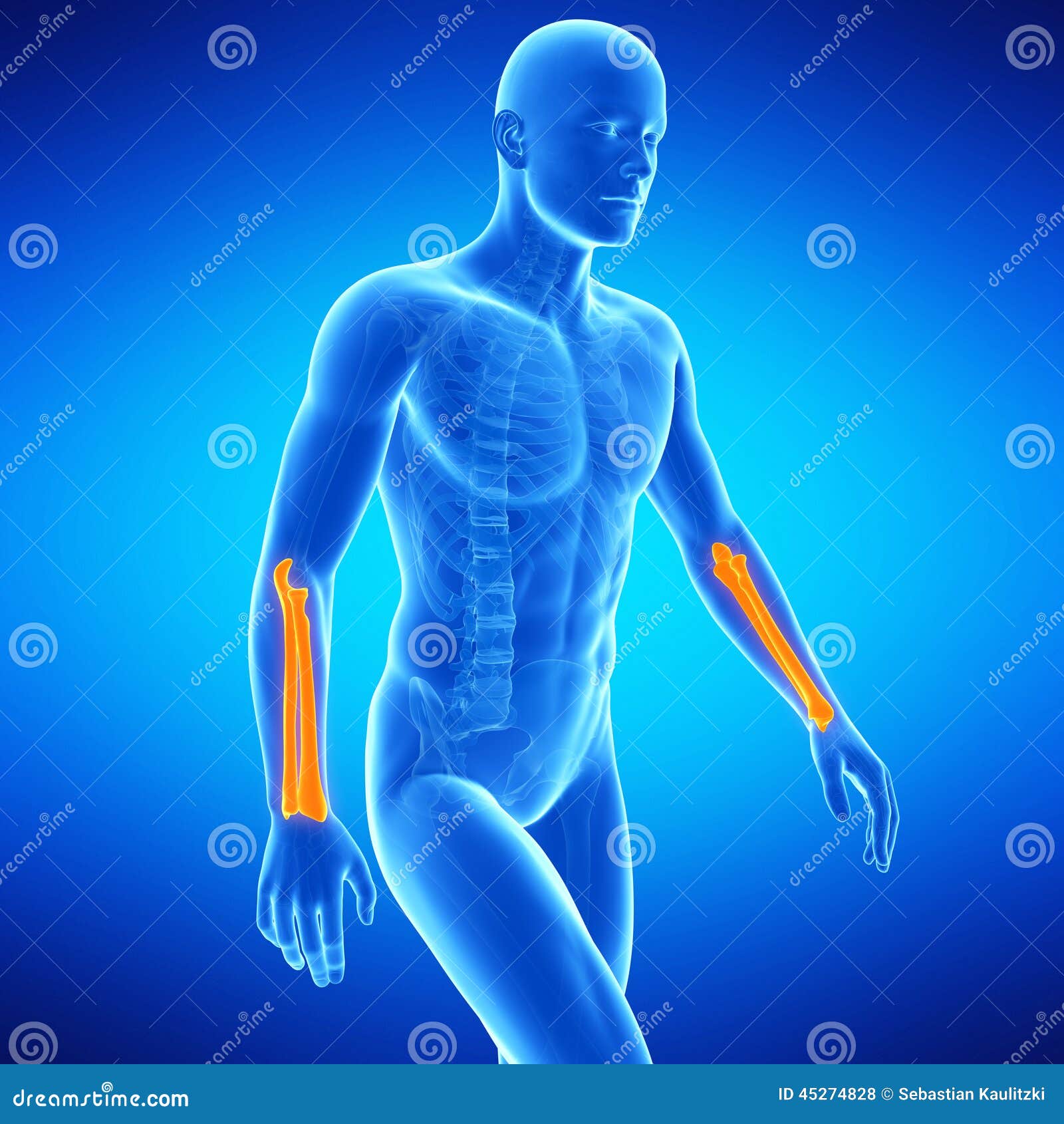 The lower arm bones stock illustration. Illustration of lower - 45274828
