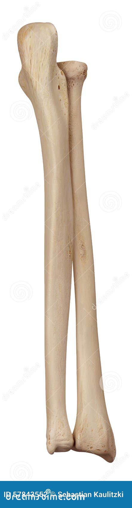 The lower arm bones stock illustration. Illustration of white - 57843552